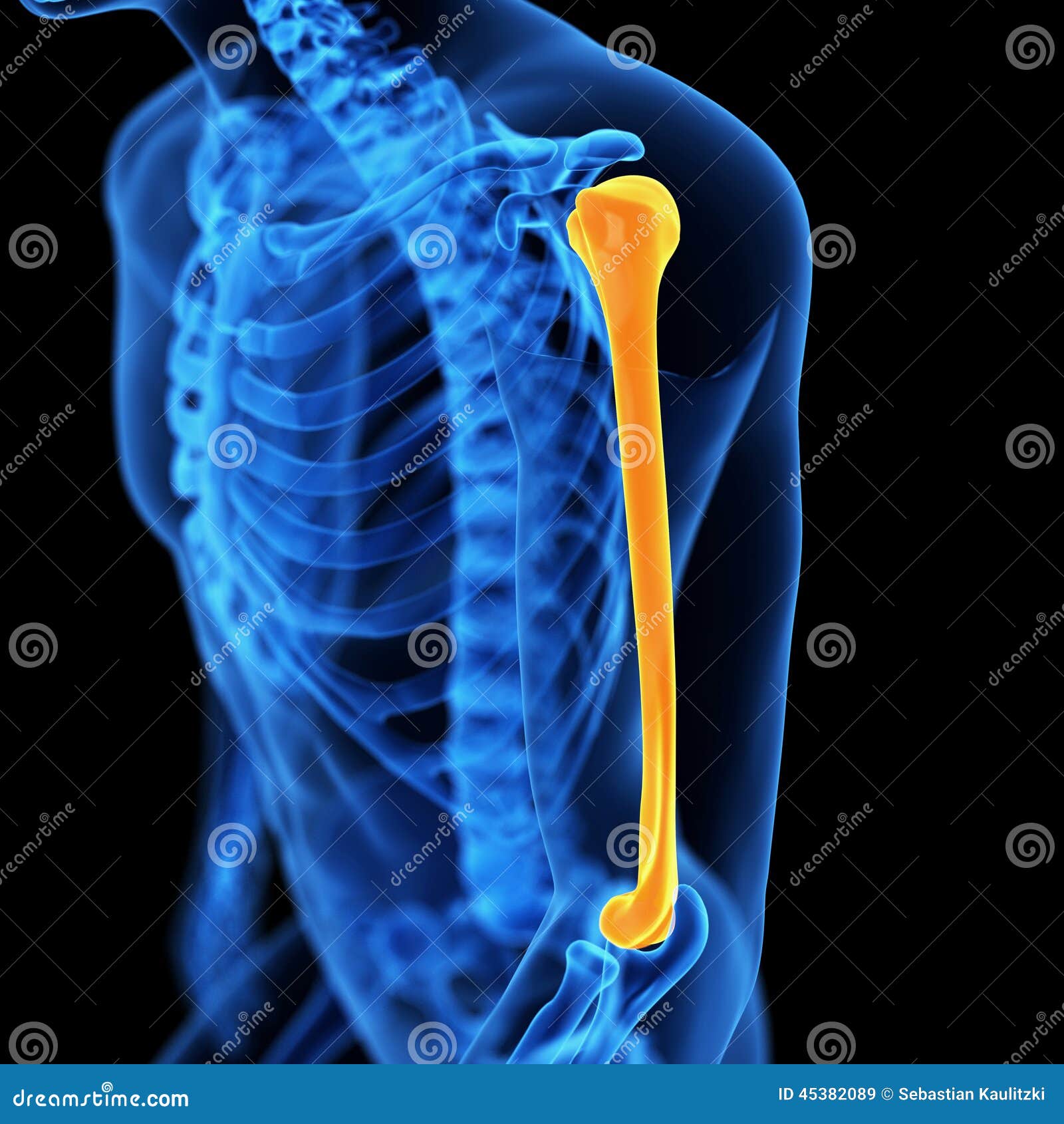 O osso do úmero ilustração stock. Ilustração de anatomia - 45382089