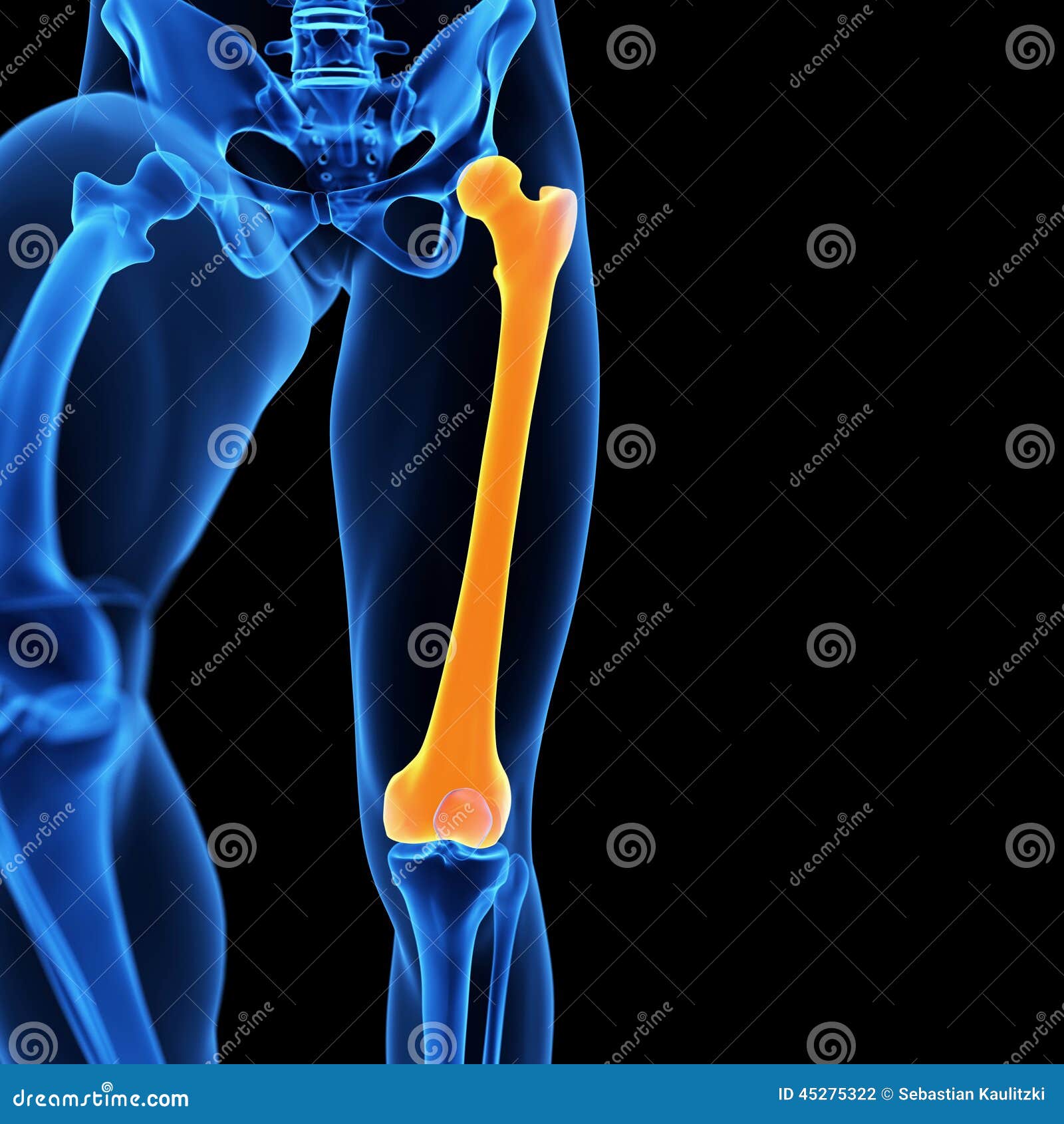 O osso do fêmur ilustração stock. Ilustração de anatomia - 45275322