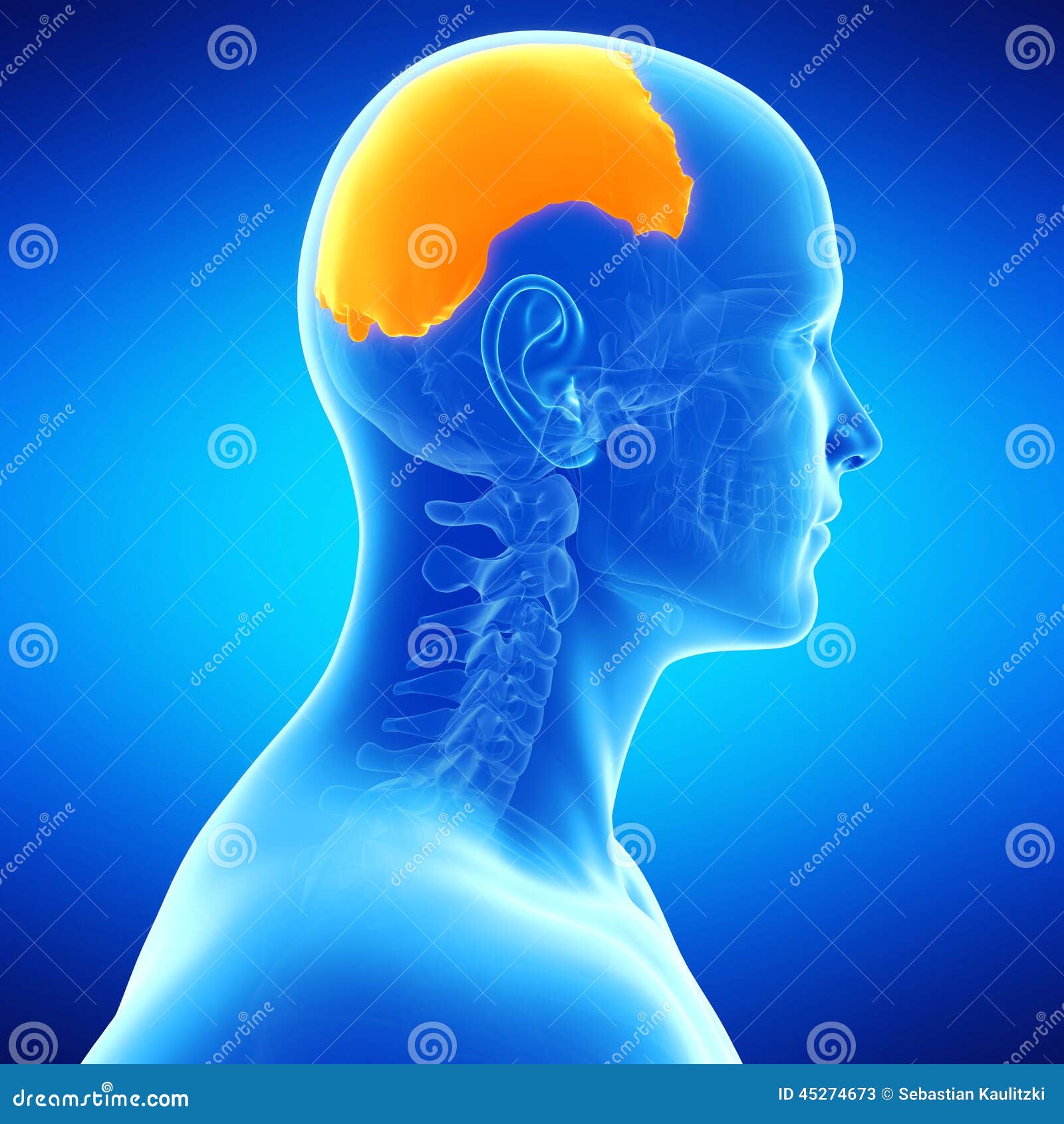 O osso parietal ilustração stock. Ilustração de médico - 45274673
