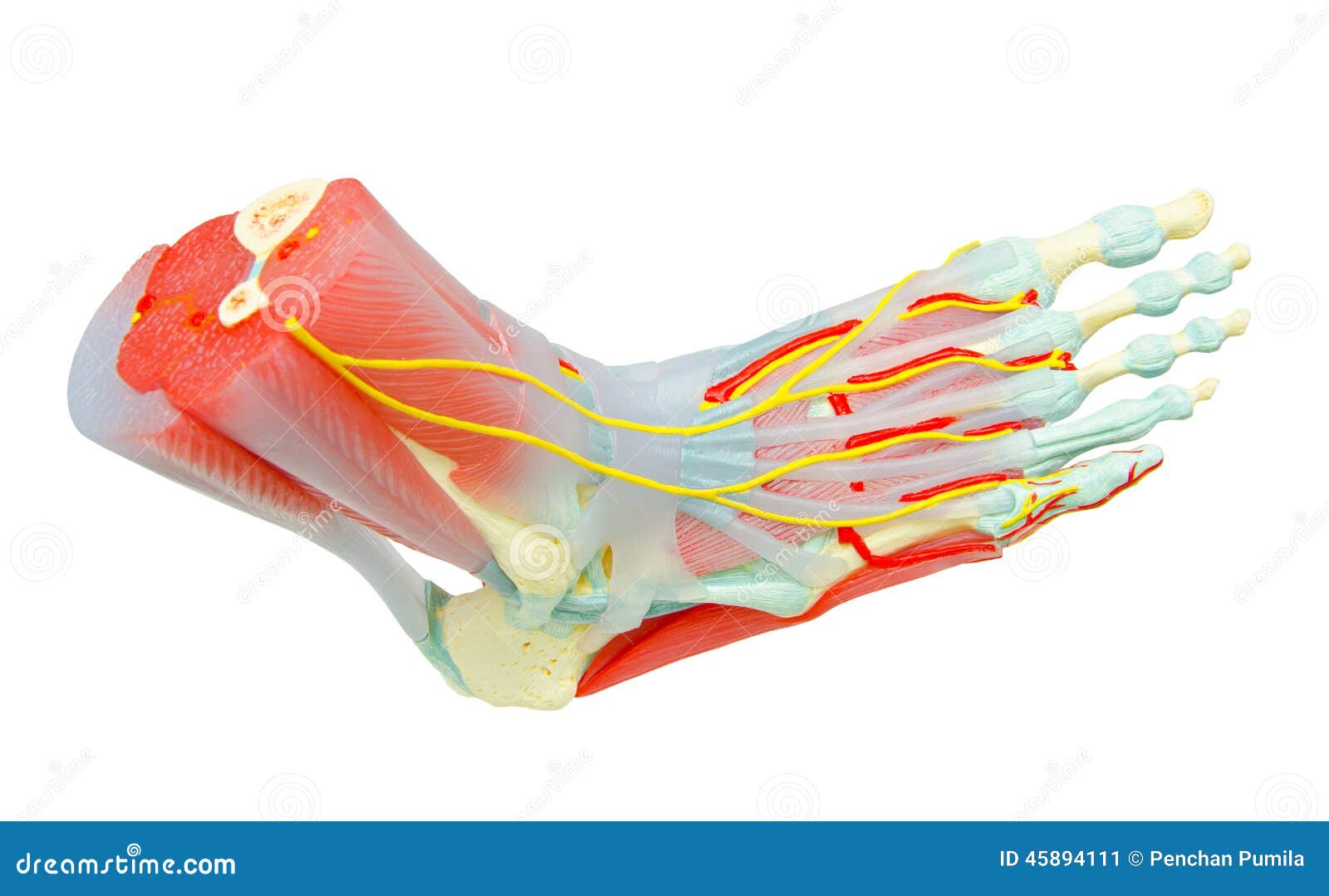 O Pé Humano Muscles O Modelo Da Anatomia Imagem de Stock - Imagem de ...