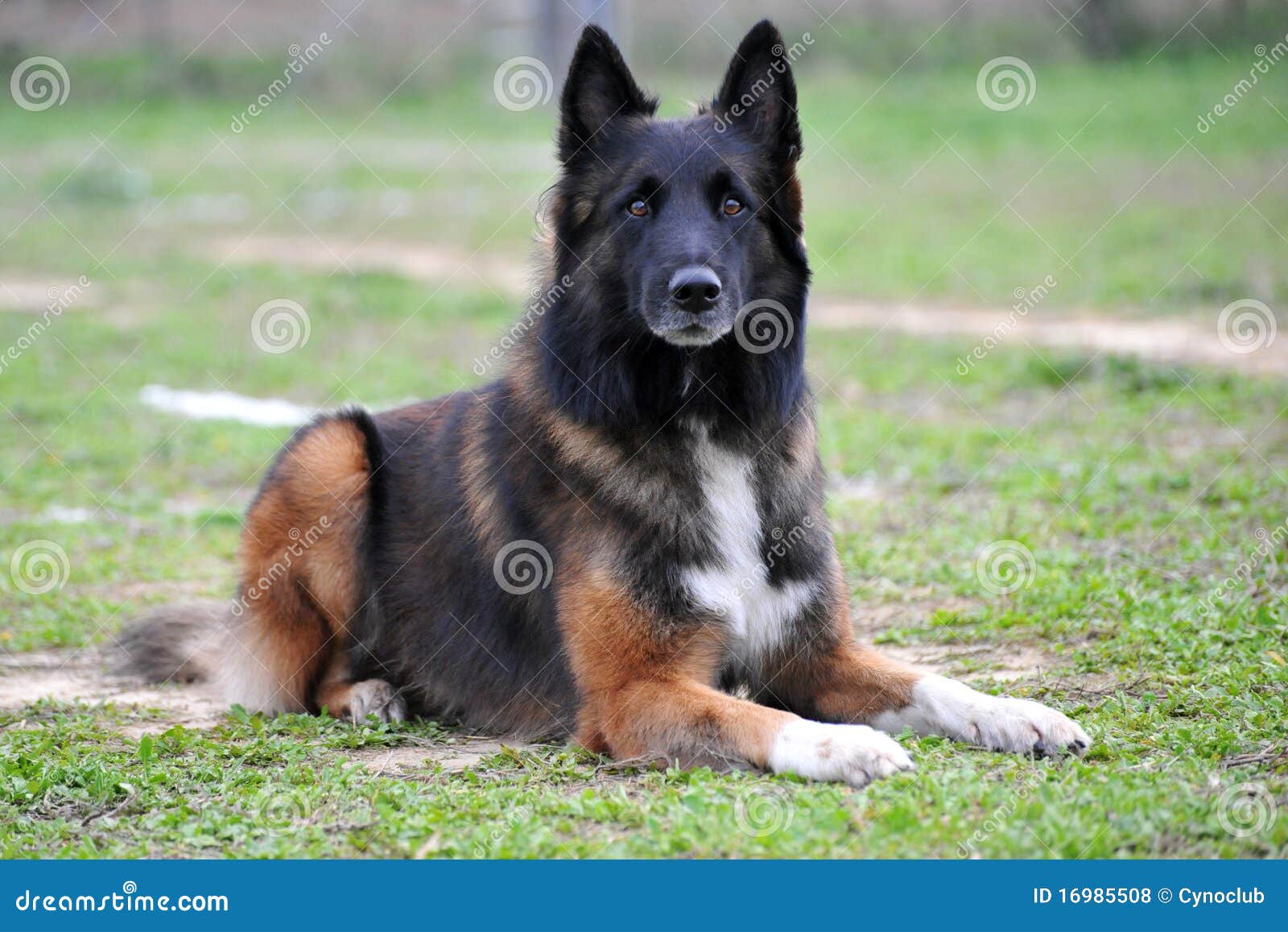 O pastor belga tervueren foto de stock. Imagem de fofofo - 16985508