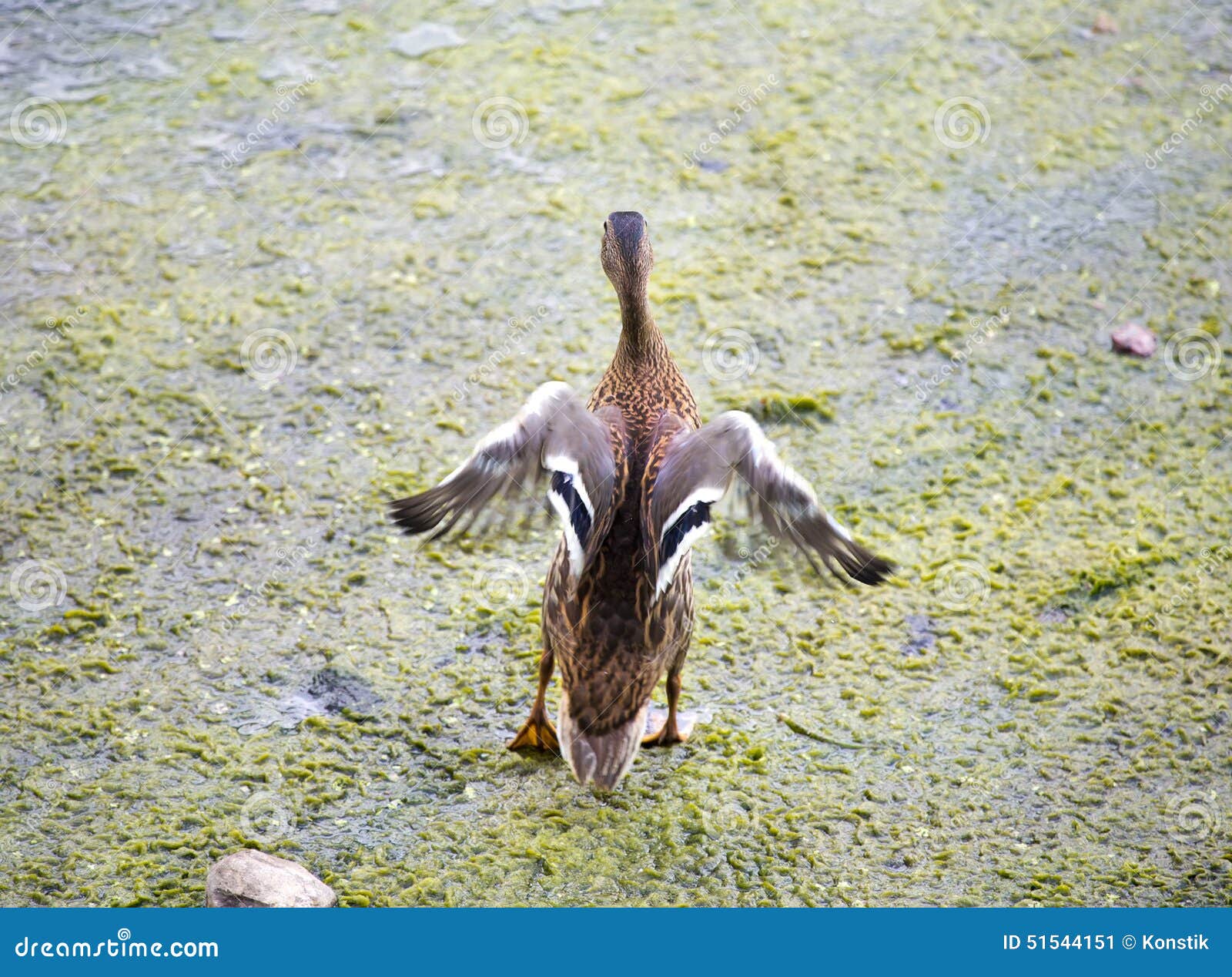 O Pato Acena As Asas No Rio Imagem de Stock - Imagem de tranquilo ...