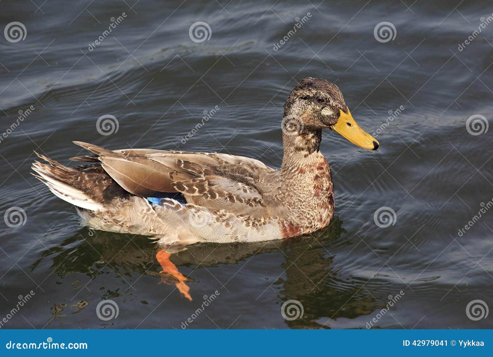 O Pato Bonito Nada Na Lagoa Imagem de Stock - Imagem de altai, nadadas ...