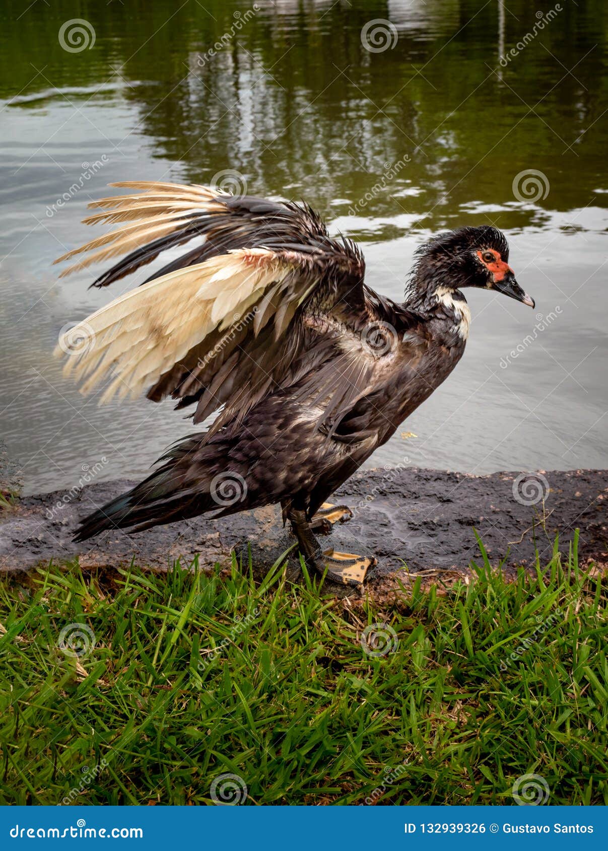 O pato com suas asas abriu foto de stock. Imagem de naughty - 132939326