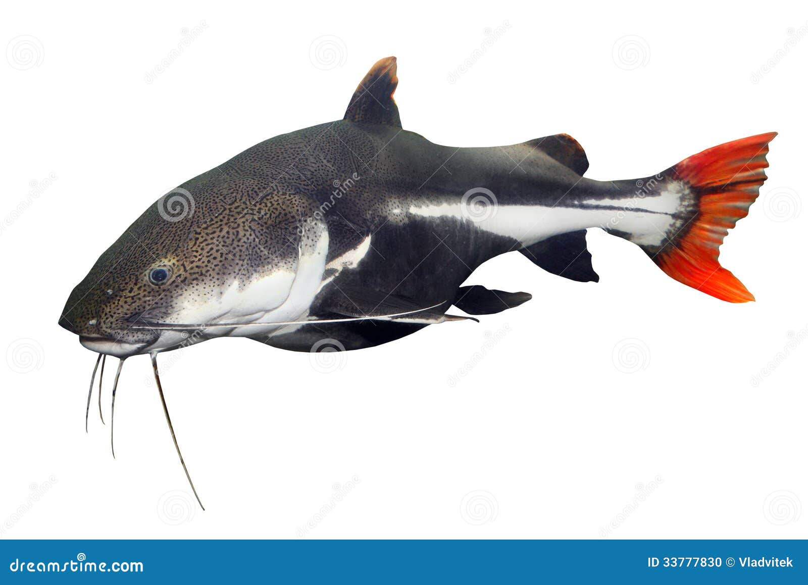 O Peixe-gato Vermelho Da Cauda (hemiliopterus De Phractocephalus). Foto ...
