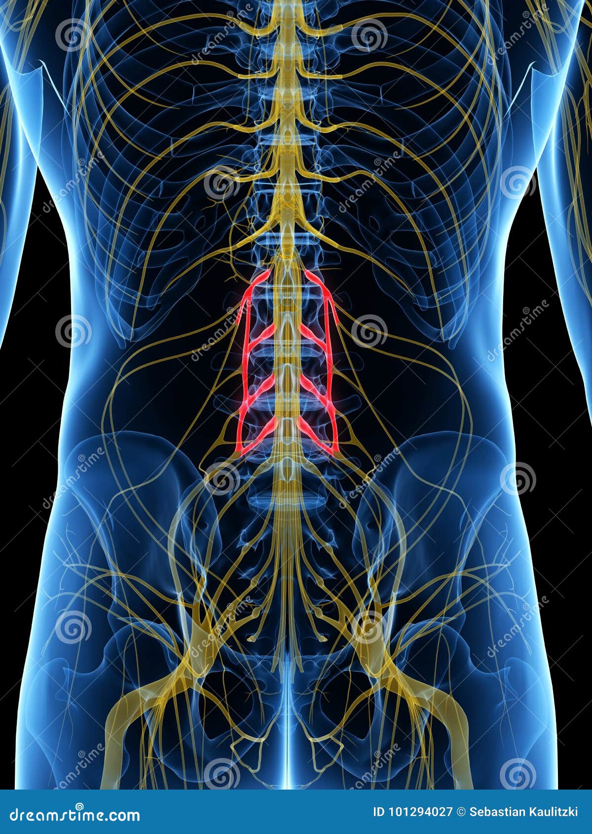 O plexo lombar ilustração stock. Ilustração de macho - 101294027