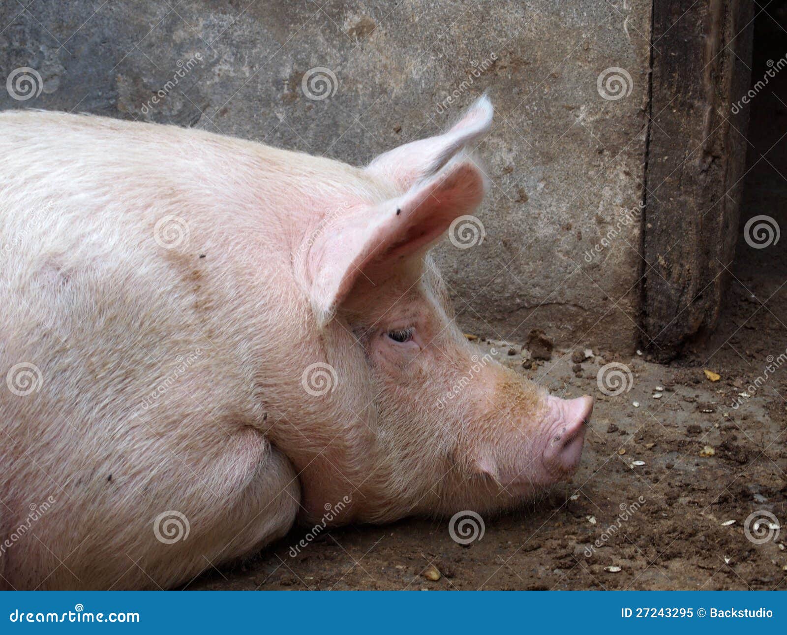 O porco imagem de stock. Imagem de porco, feio, confuso - 27243295