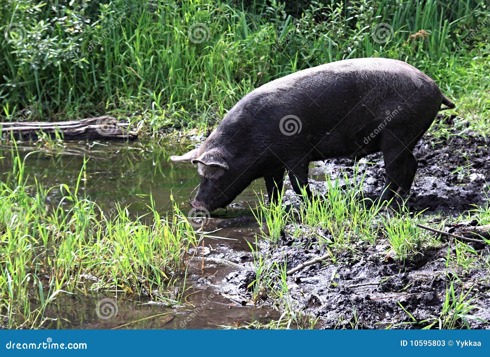 O porco bebe a água imagem de stock. Imagem de doméstico - 10595803