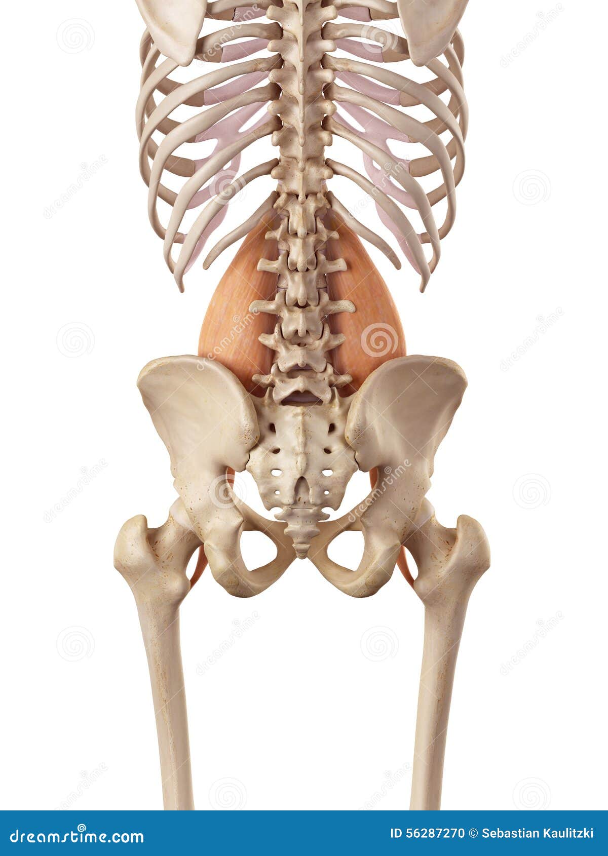 O psoas - major ilustração stock. Ilustração de exato - 56287270