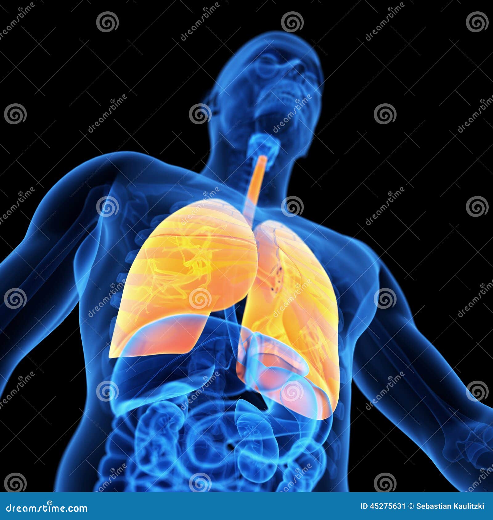 O pulmão ilustração stock. Ilustração de fisiologia, médico - 45275631