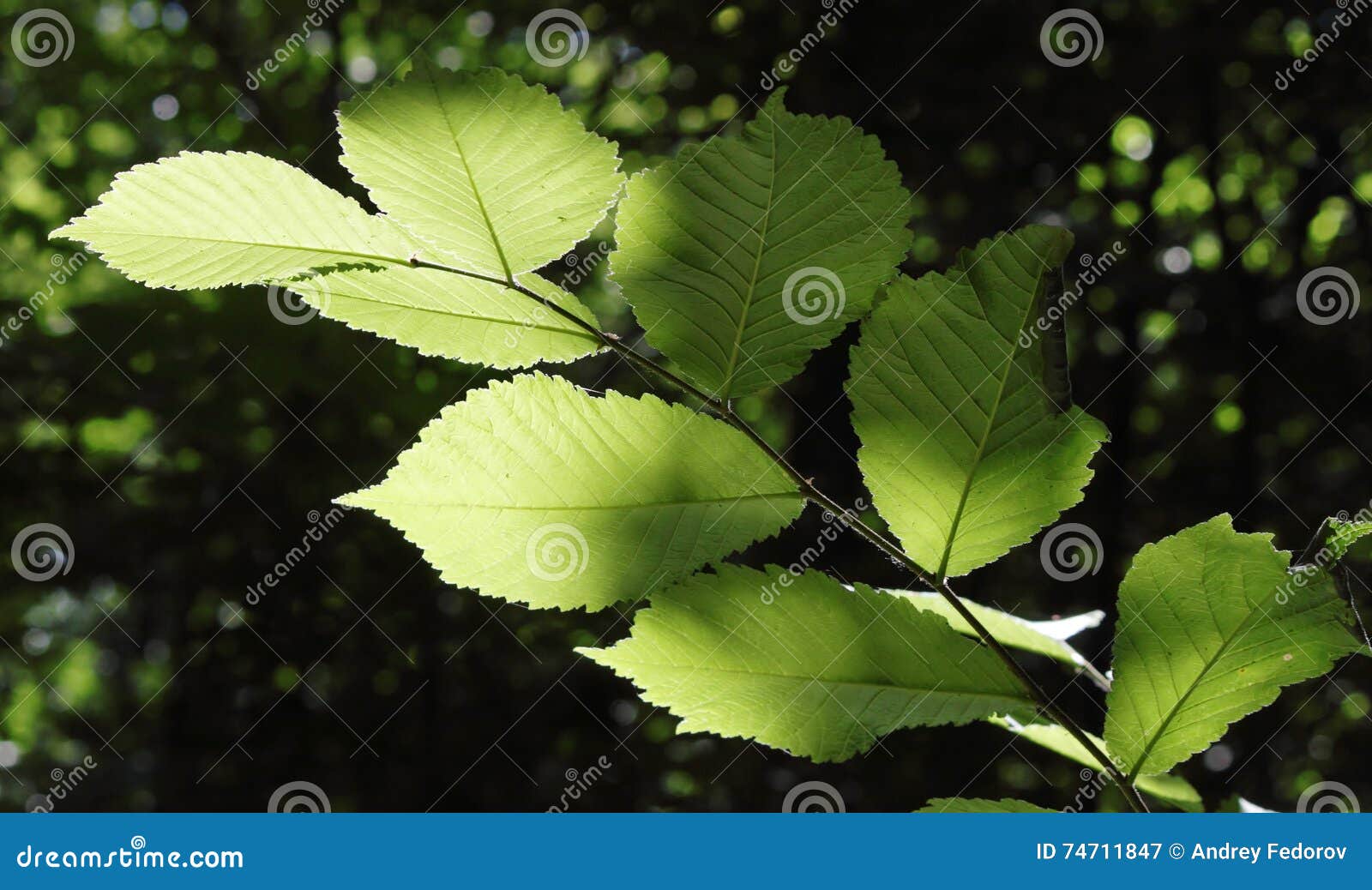 O ramo do olmo imagem de stock. Imagem de floresta, detalhe - 74711847