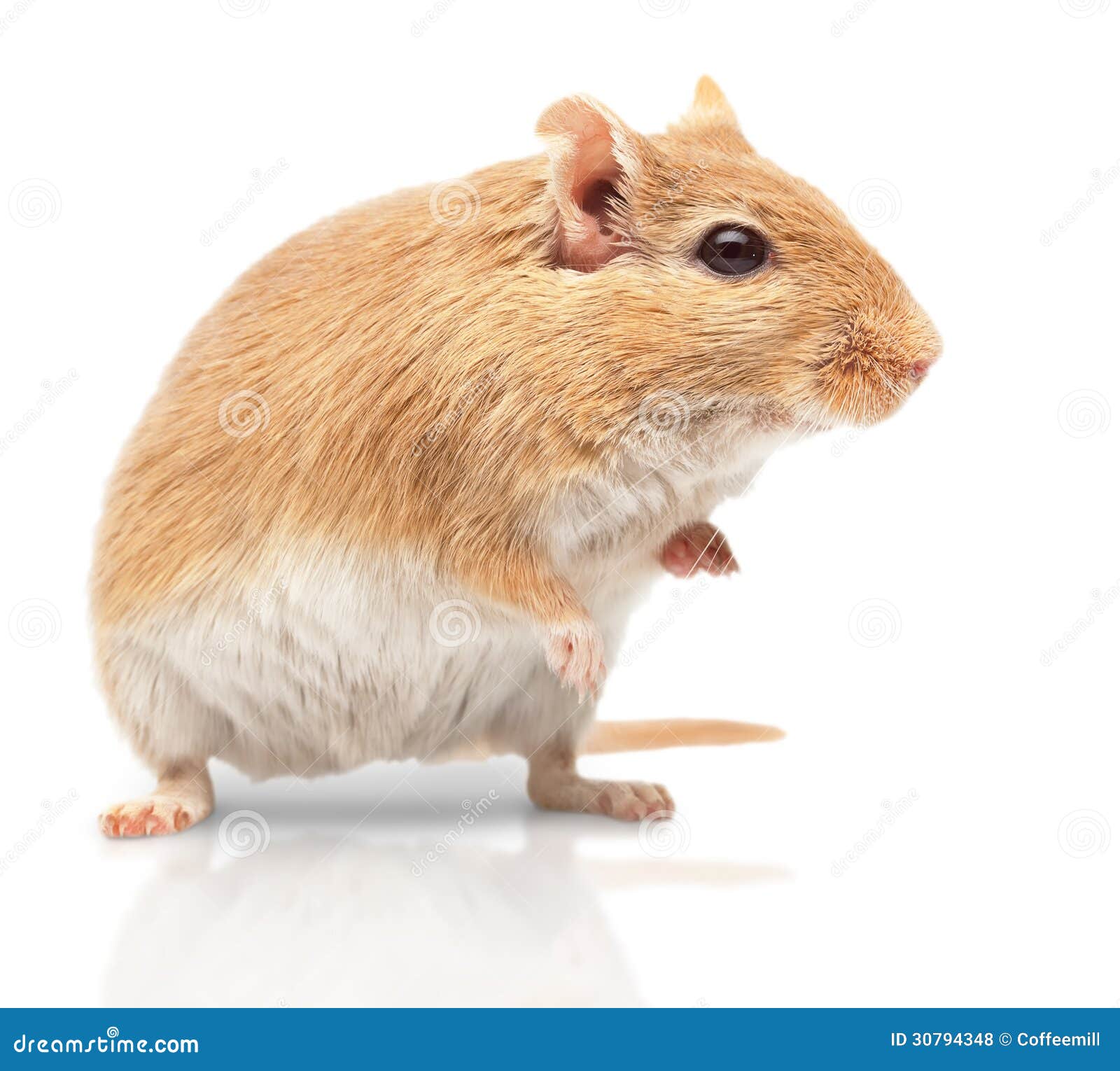 O rato foto de stock. Imagem de pequeno, roedor, pele - 30794348