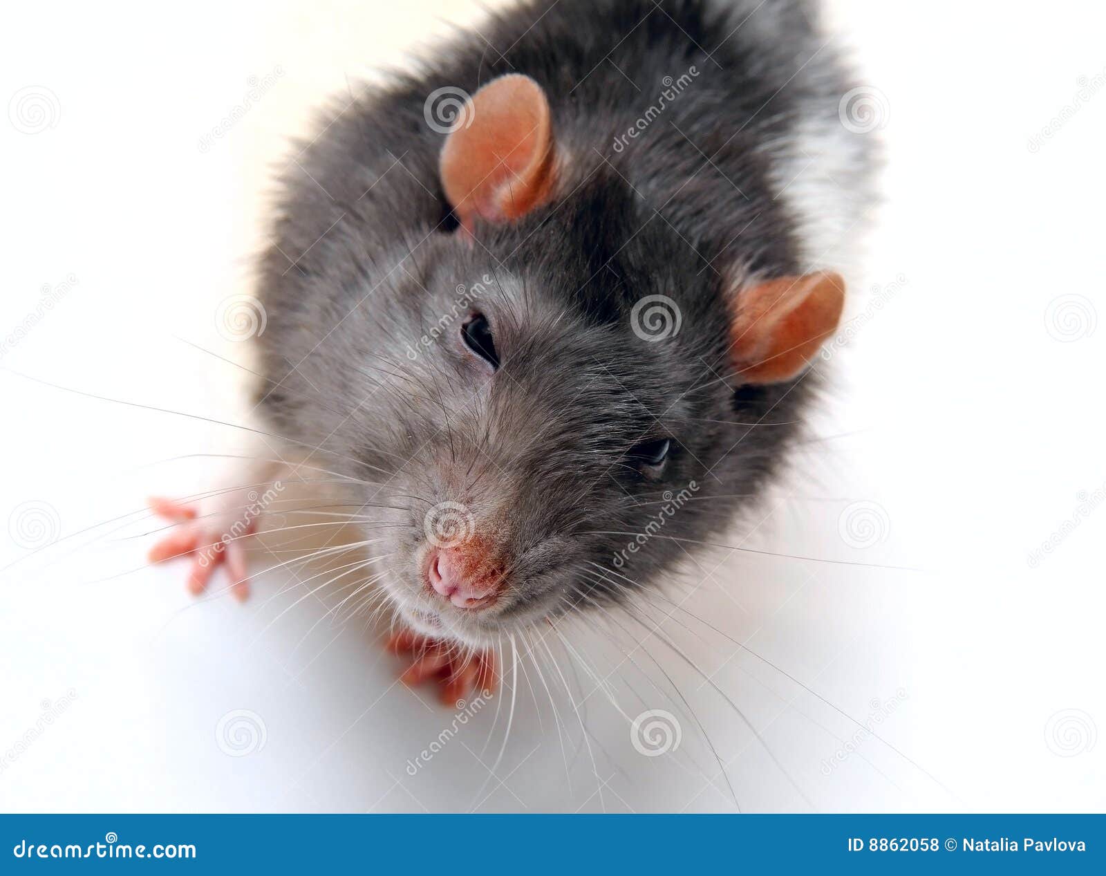 O rato foto de stock. Imagem de orelha, cheiro, retrato - 8862058
