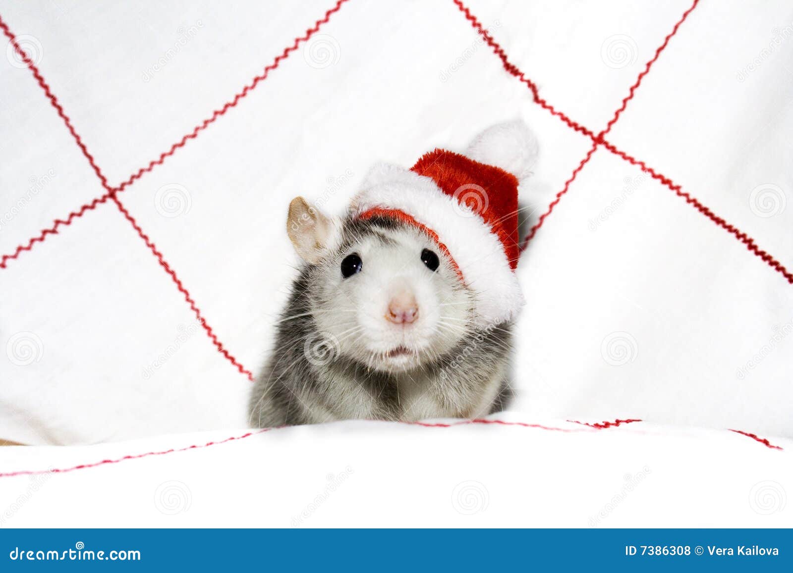 O rato do Natal foto de stock. Imagem de caneca, santa - 7386308