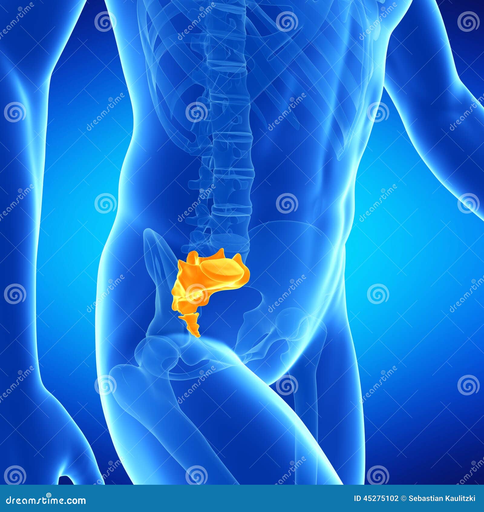 O sacro ilustração stock. Ilustração de biologia, fisiologia - 45275102