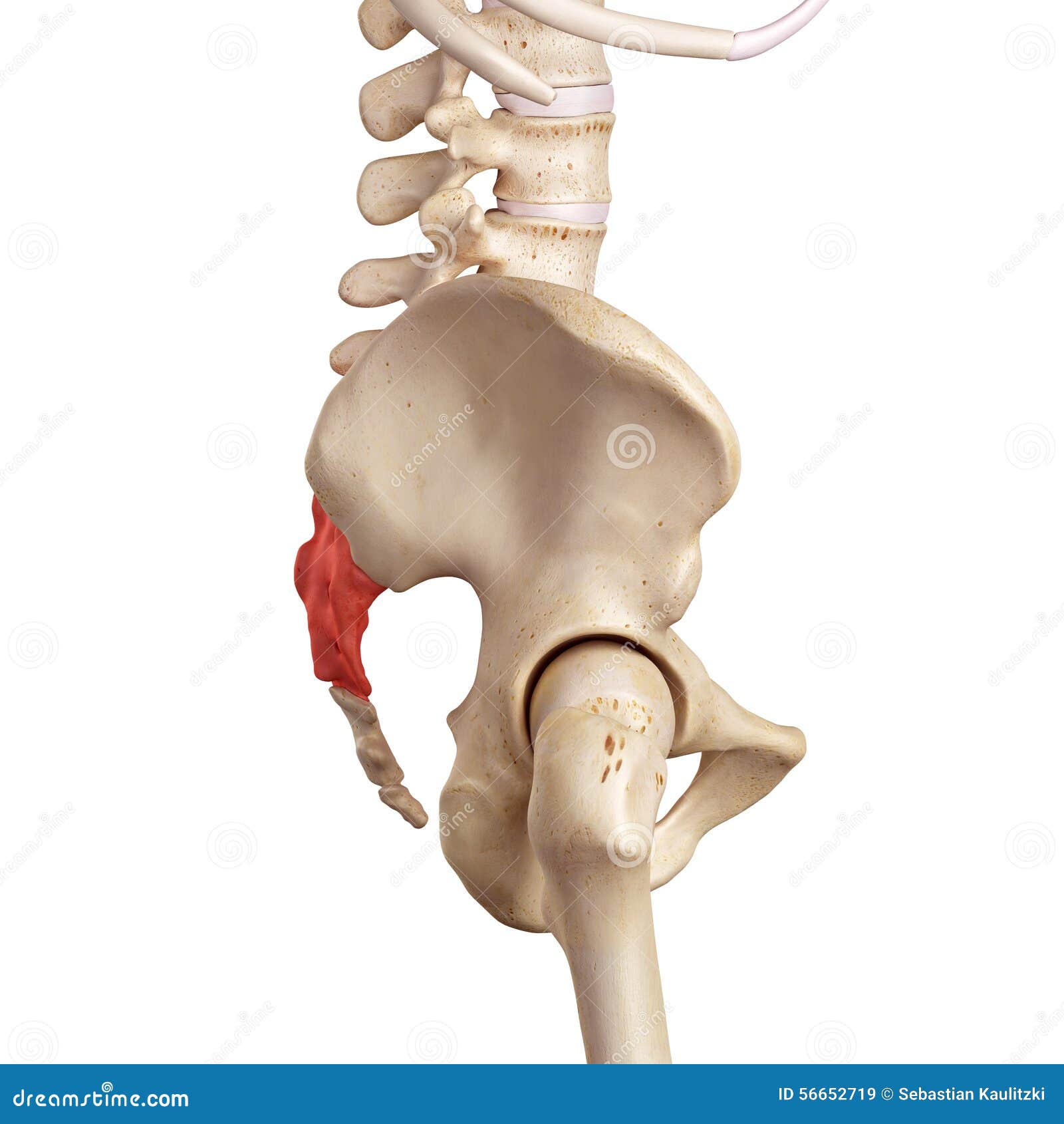 O sacro ilustração stock. Ilustração de vermelho, corpo - 56652719