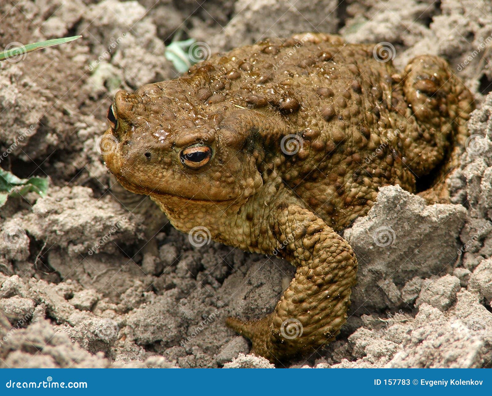 O sapo grande imagem de stock. Imagem de verruga, sapo - 157783
