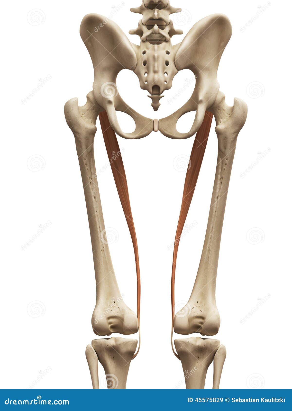 O sartório ilustração stock. Ilustração de estrutura - 45575829