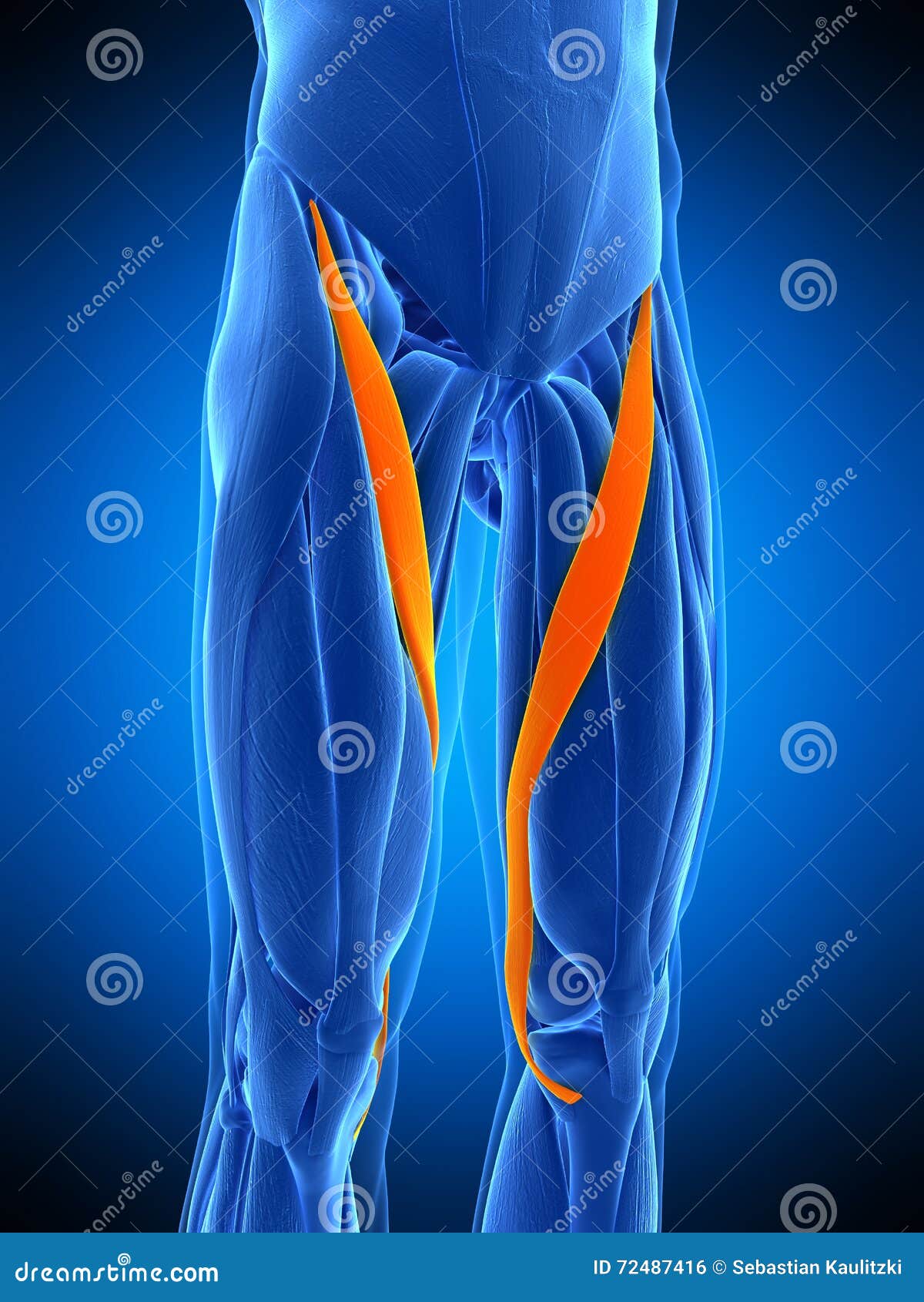 O satorius ilustração stock. Ilustração de biologia, corpo - 72487416