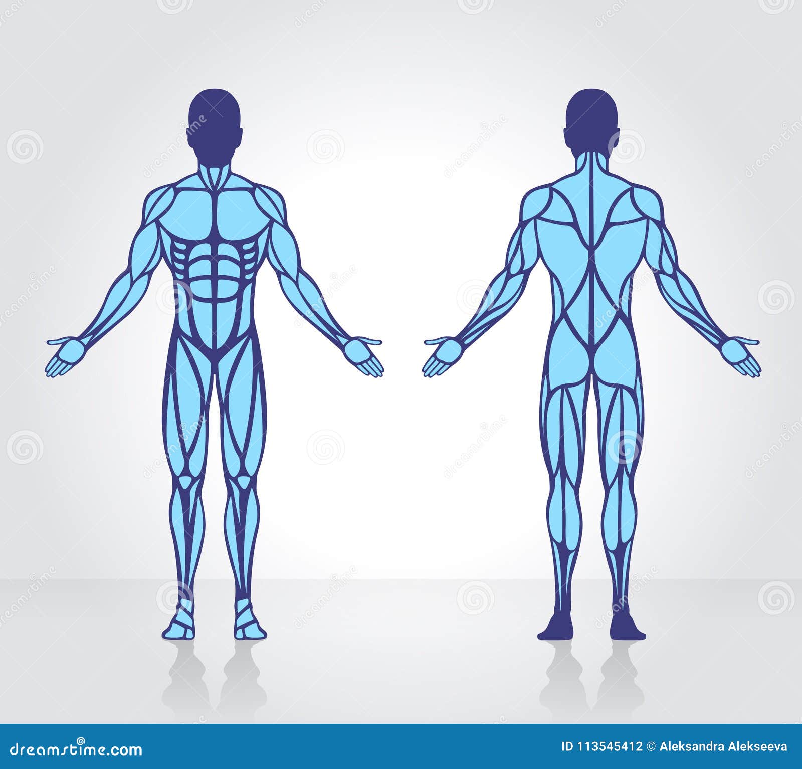 O Ser Humano Muscles O Vetor Do Modelo Da Anatomia Ilustração do Vetor ...