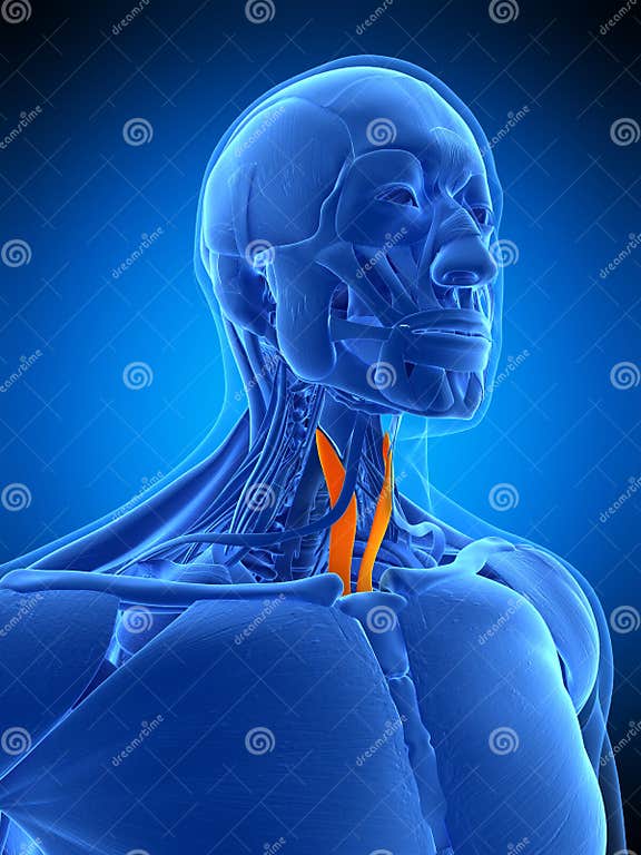 O sternothyroid ilustração stock. Ilustração de biologia - 72486325