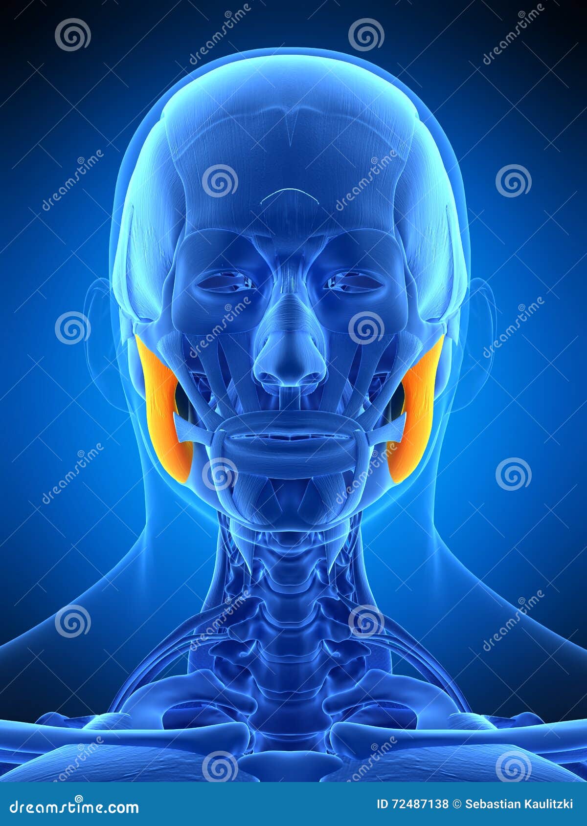 O superior do masseter ilustração stock. Ilustração de anterior - 72487138