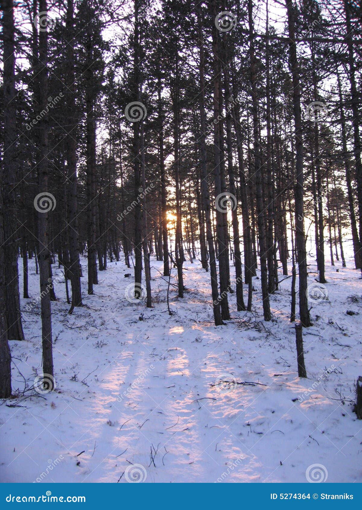 O taiga Siberian foto de stock. Imagem de baikal, floresta - 5274364