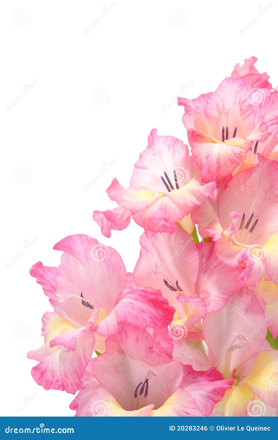 O Tipo De Flor Cor-de-rosa Floresce O Ramalhete Foto de Stock - Imagem ...