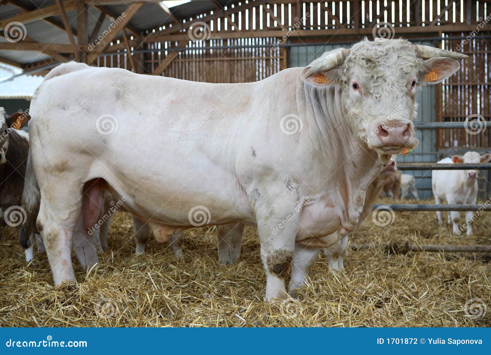 O touro grande foto de stock. Imagem de mugido, grupo - 1701872