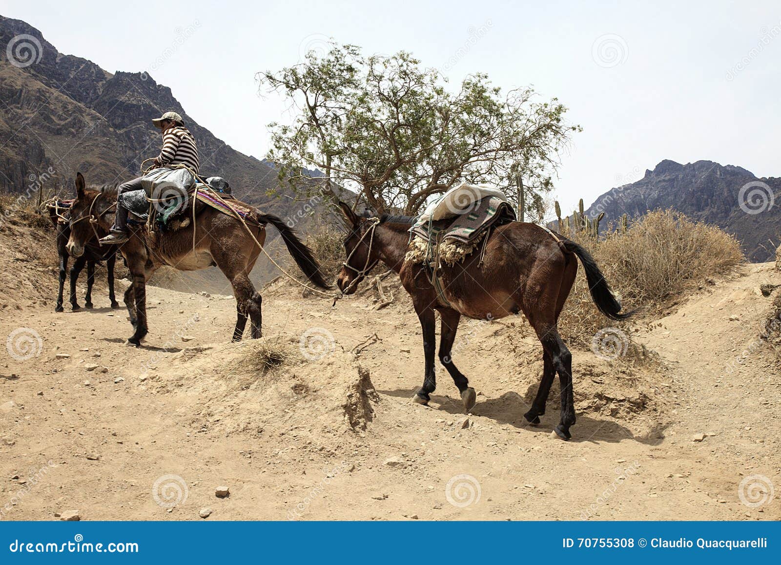 O Transporte Do Alimento Com Mulas Foto de Stock Editorial - Imagem de ...