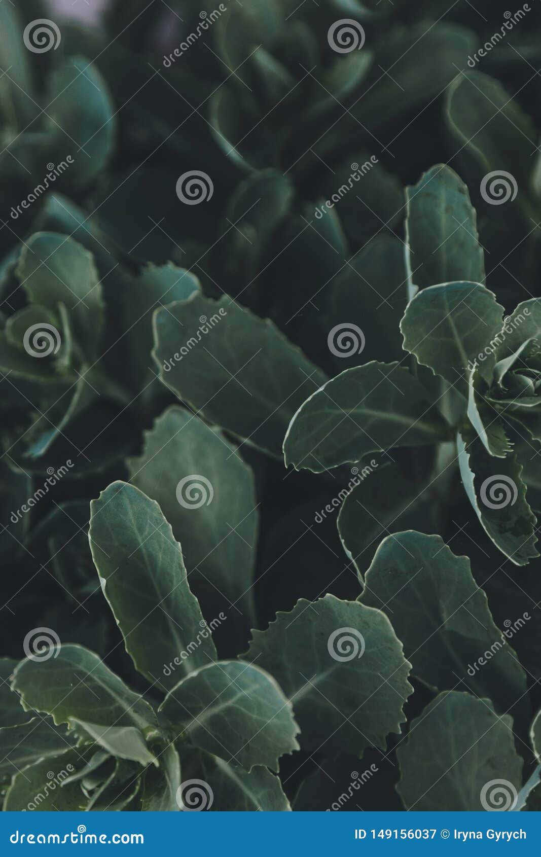 O Verde Bonito Deixa O Fundo Imagem de Stock - Imagem de cinzento ...