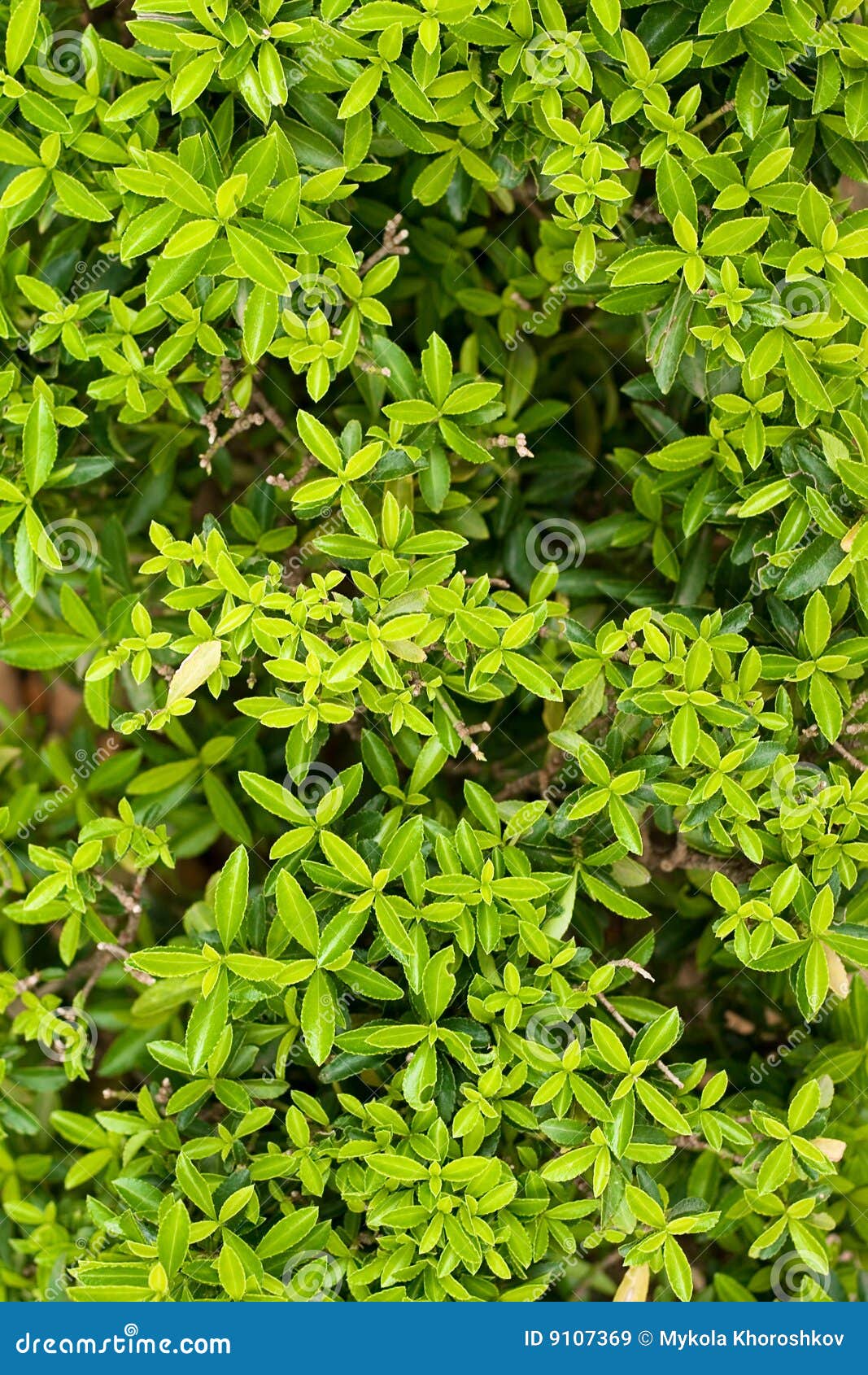 O Verde Bonito Deixa O Fundo Imagem de Stock - Imagem de limpo, beleza ...