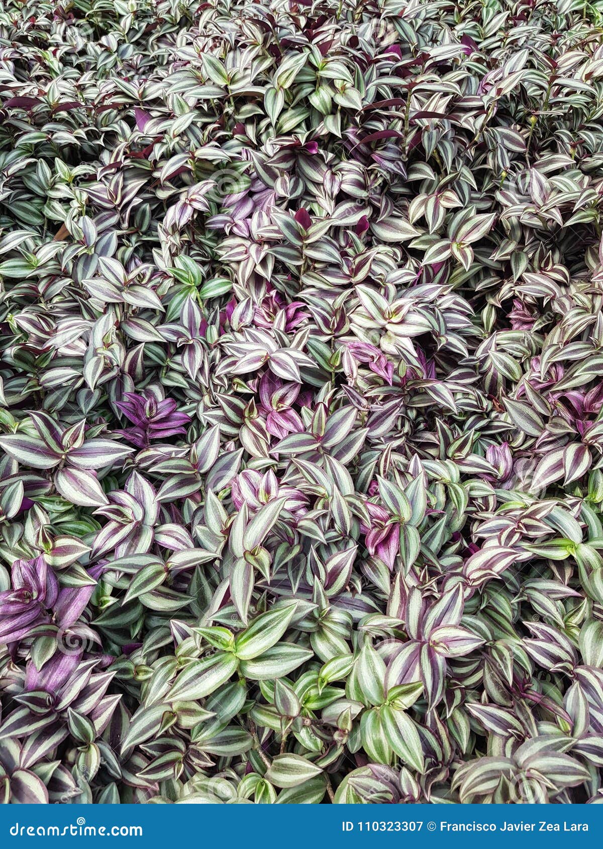 O Zebrina, Planta Sae No Verde Com O Roxo Imagem de Stock - Imagem de ...