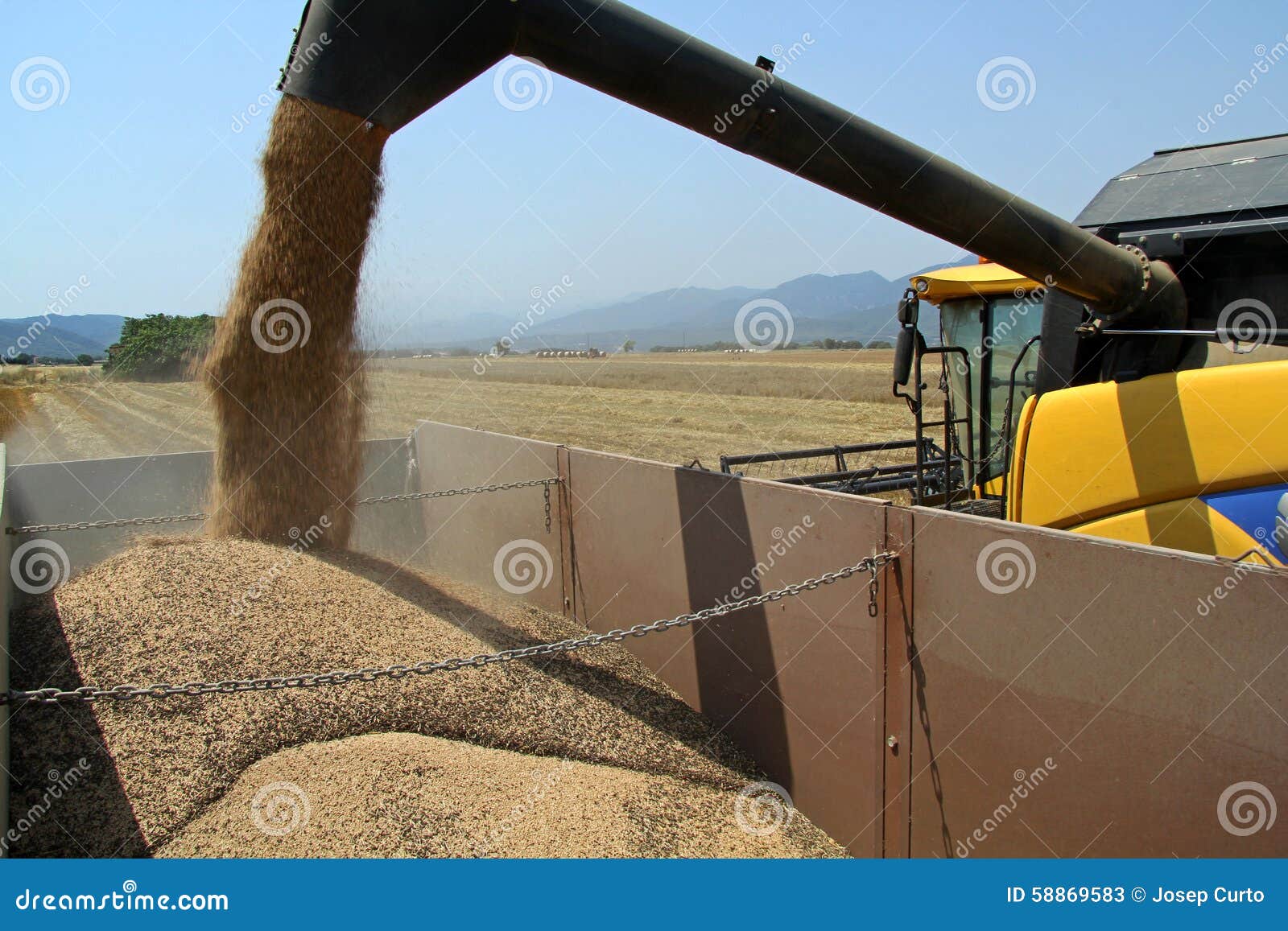 Oading wheat after harvest stock image. Image of heap - 58869583
