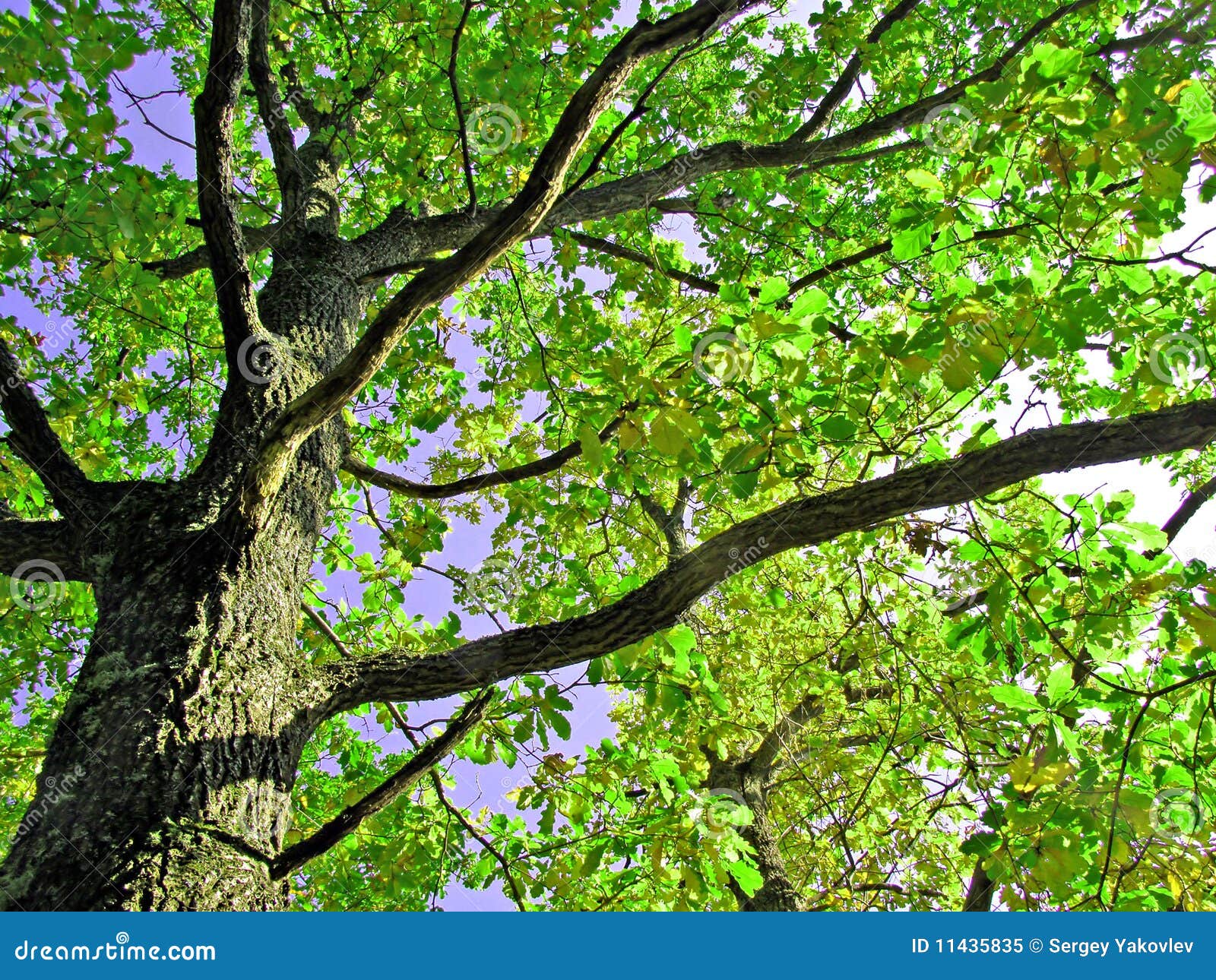 Oak stock image. Image of leaf, color, spring, environment - 11435835
