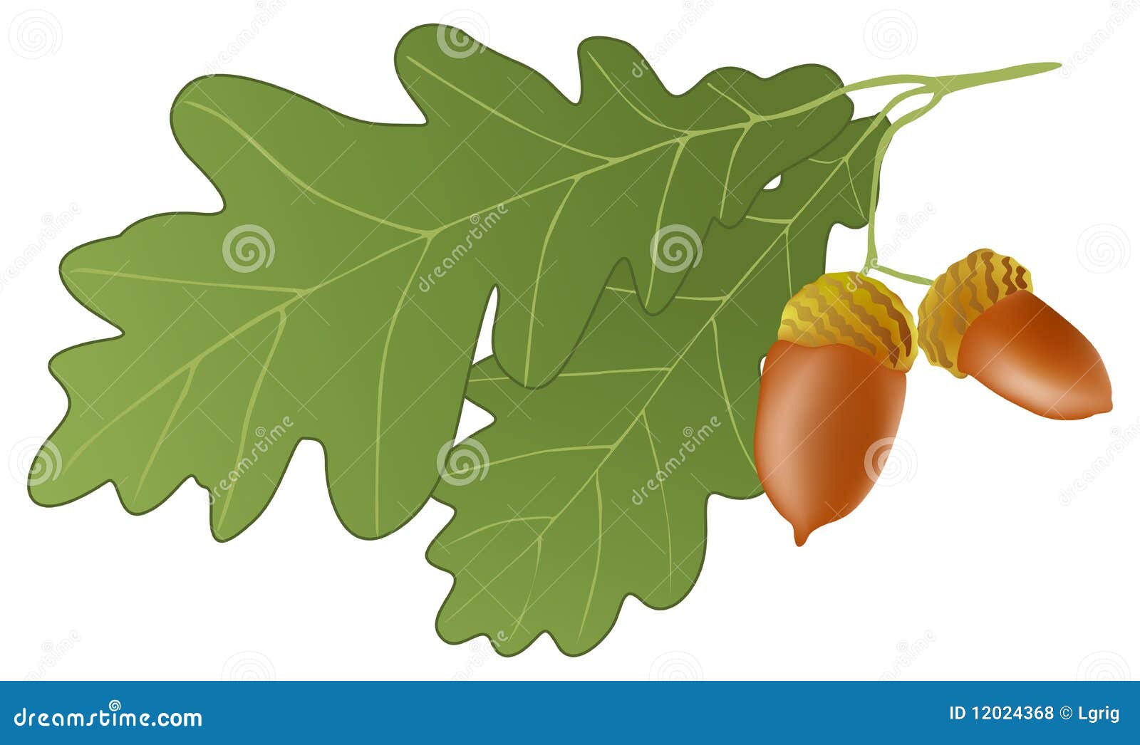 Oak stock vector. Illustration of nature, element, vector - 12024368