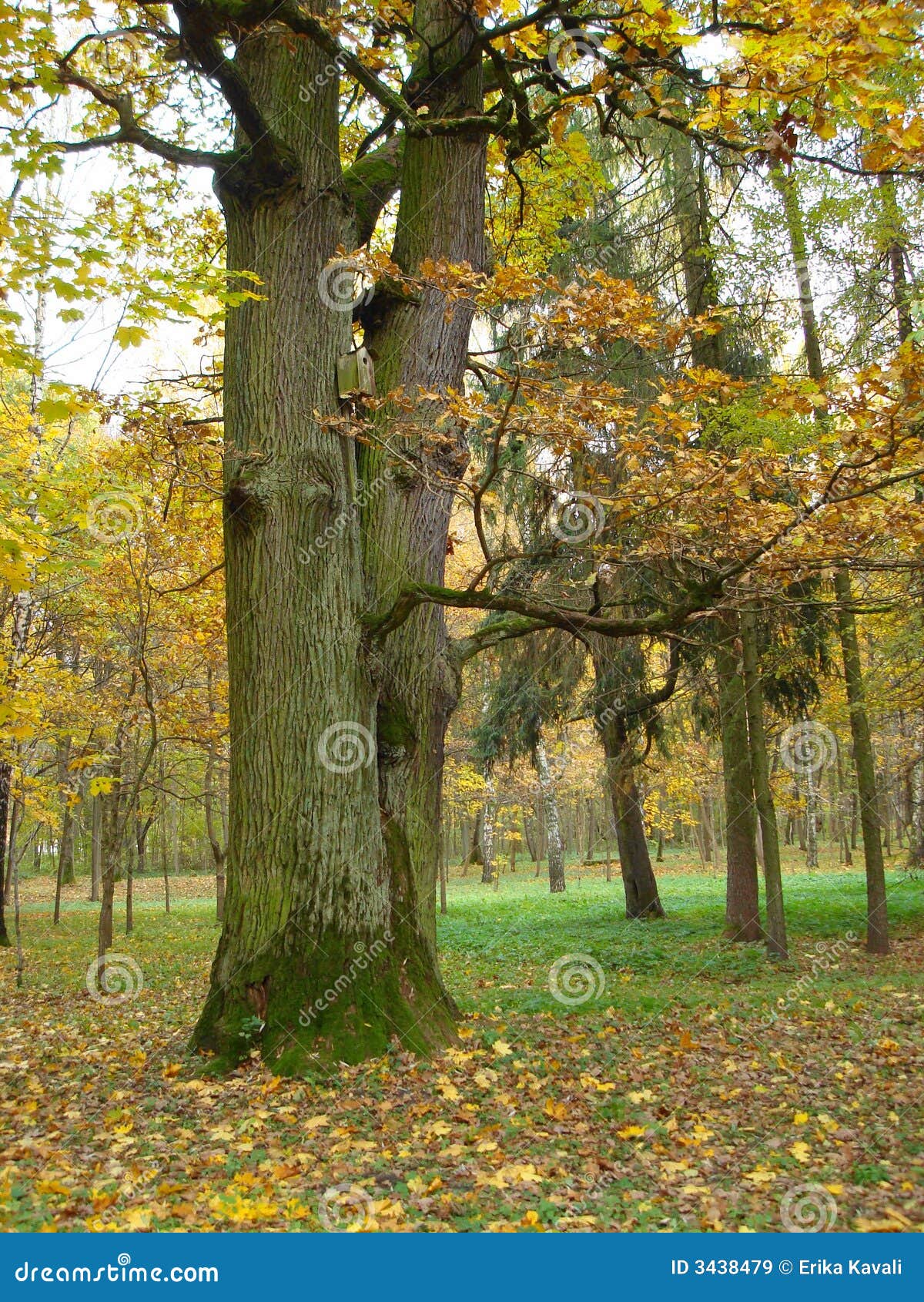 Oak stock image. Image of tree, trees, colorful, autumn - 3438479