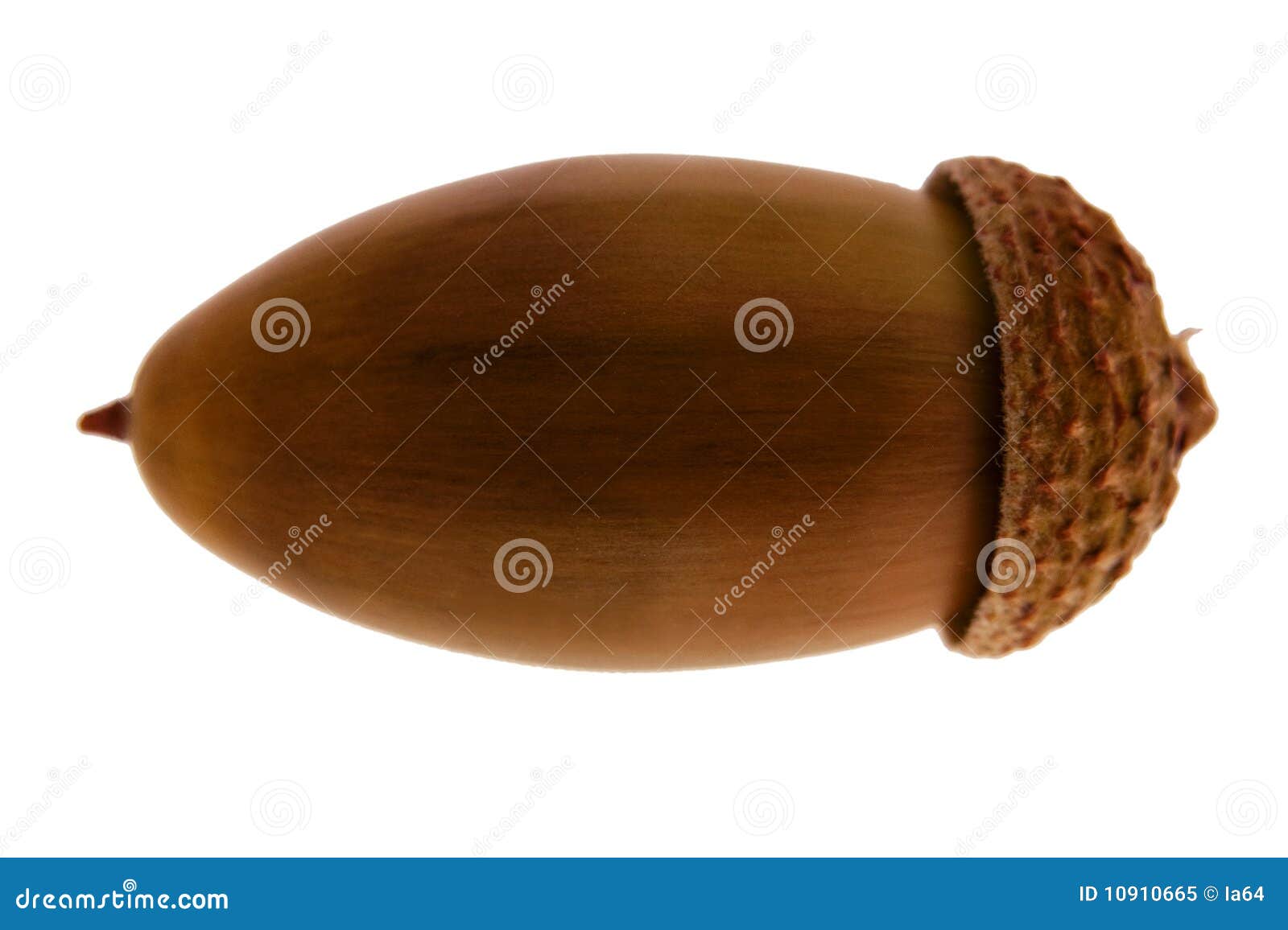 Oak acorn stock image. Image of macro, close, botany - 10910665