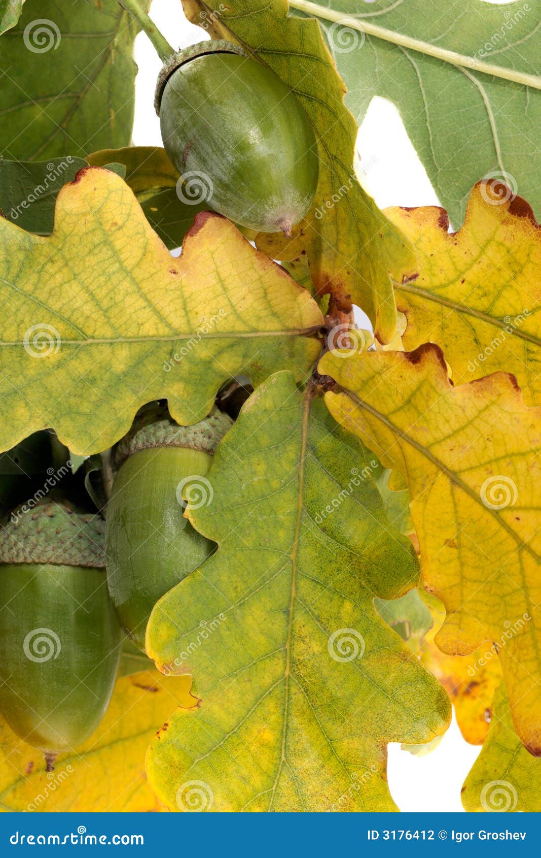Oak acorns and leaves stock photo. Image of trees, branches - 3176412