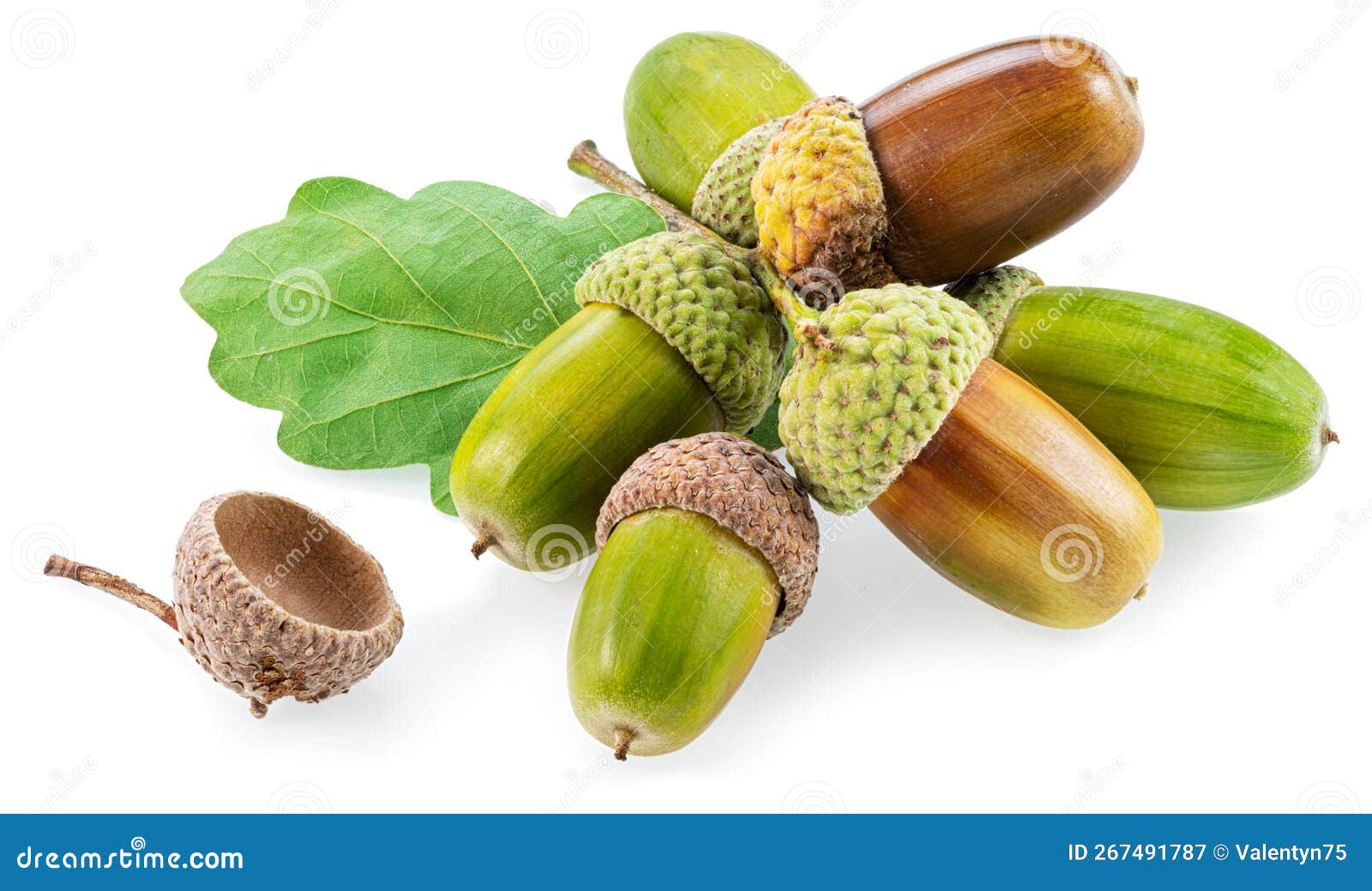 Oak Acorns with Oak Leaves Isolated on White Background Stock Image ...