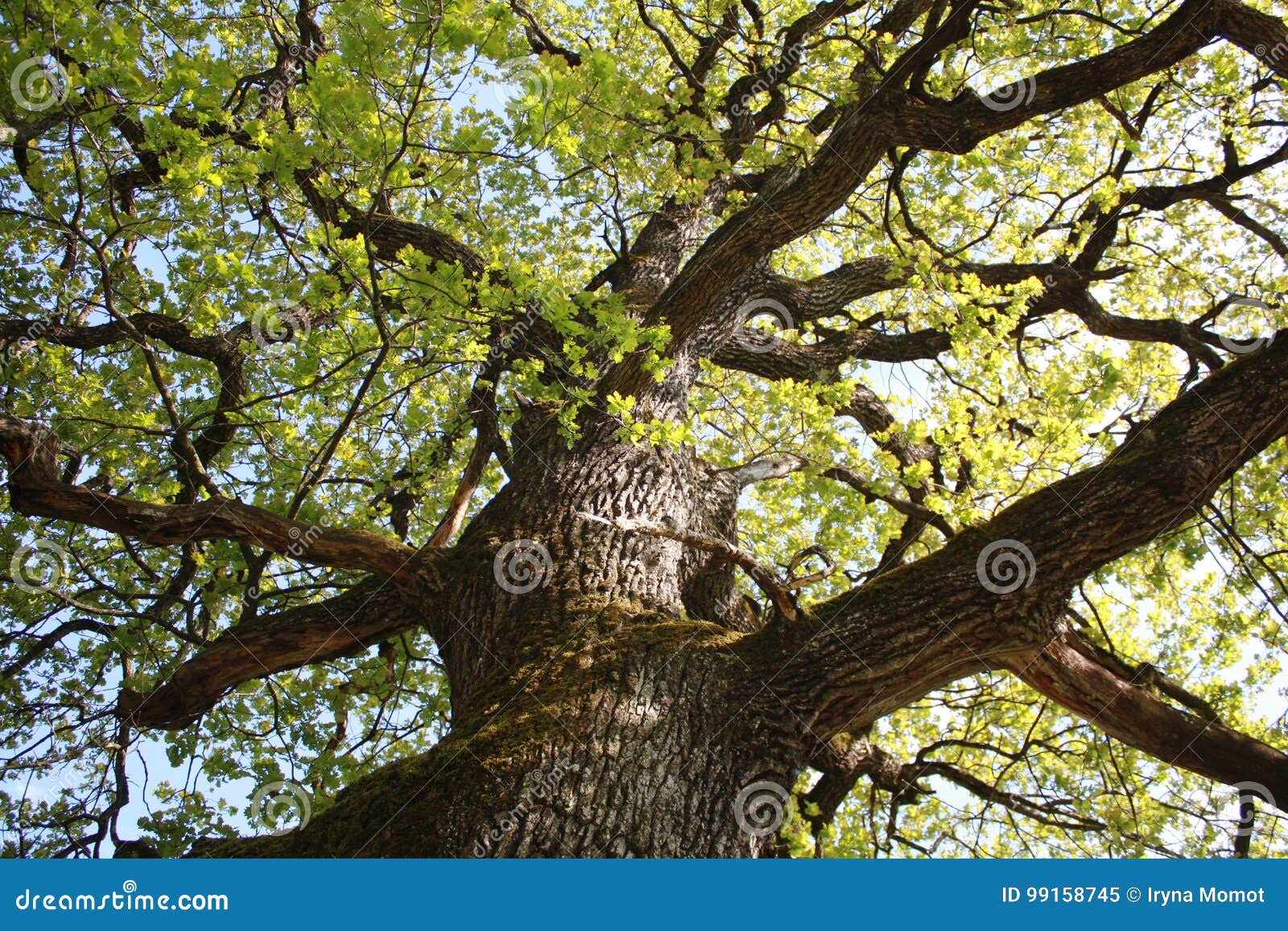 Oak in Alps stock image. Image of landscape, environment - 99158745