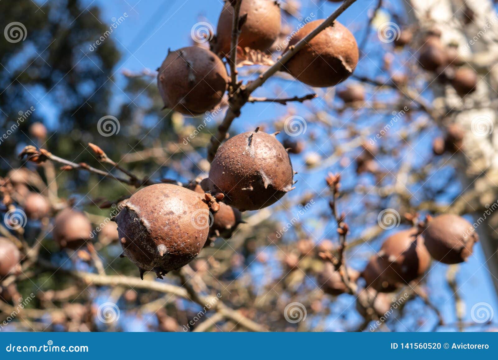Oak apple on oak tree stock photo. Image of botany, quercus - 141560520
