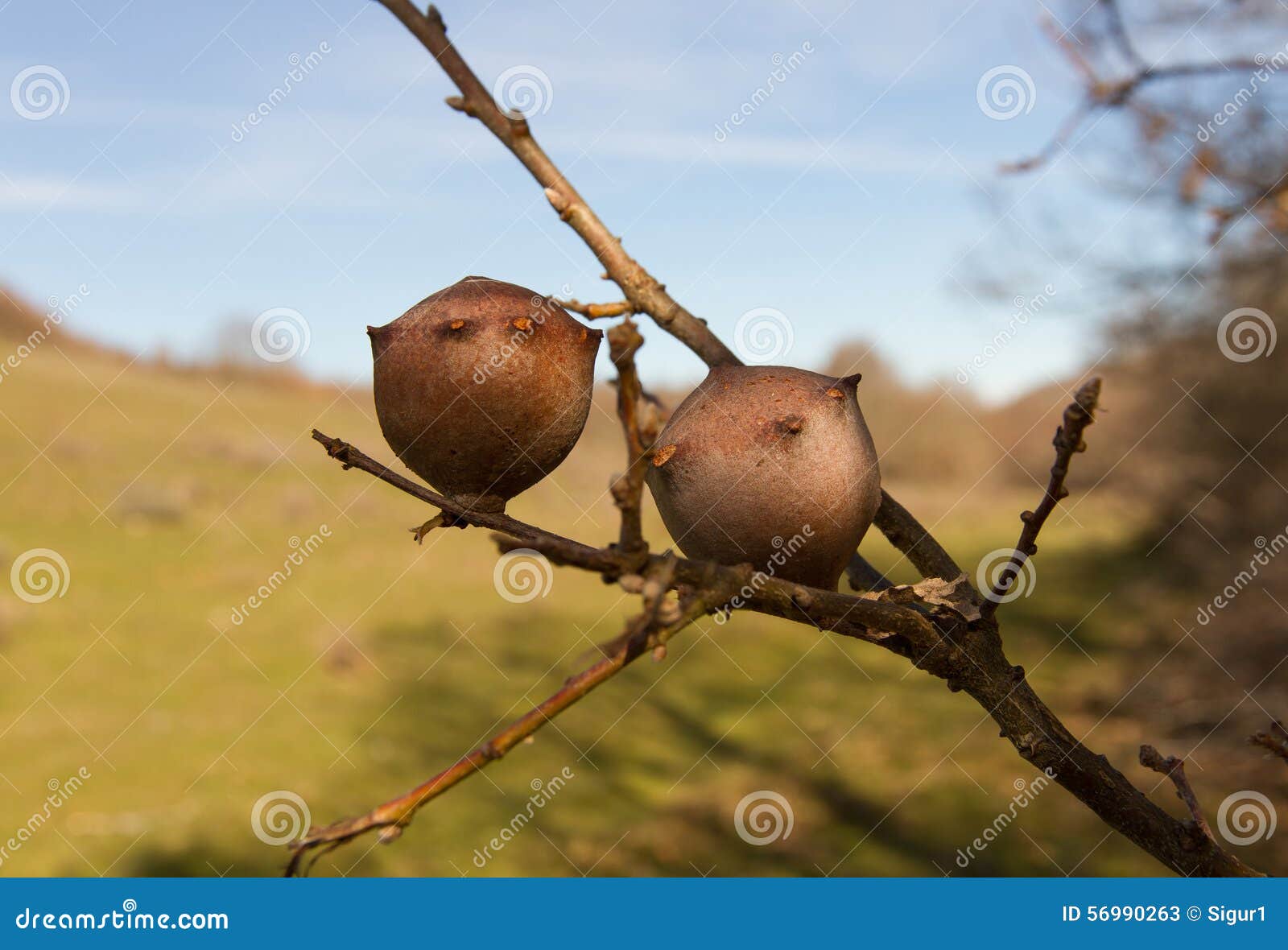 Oak Apple stock image. Image of infection, spring, brown - 56990263