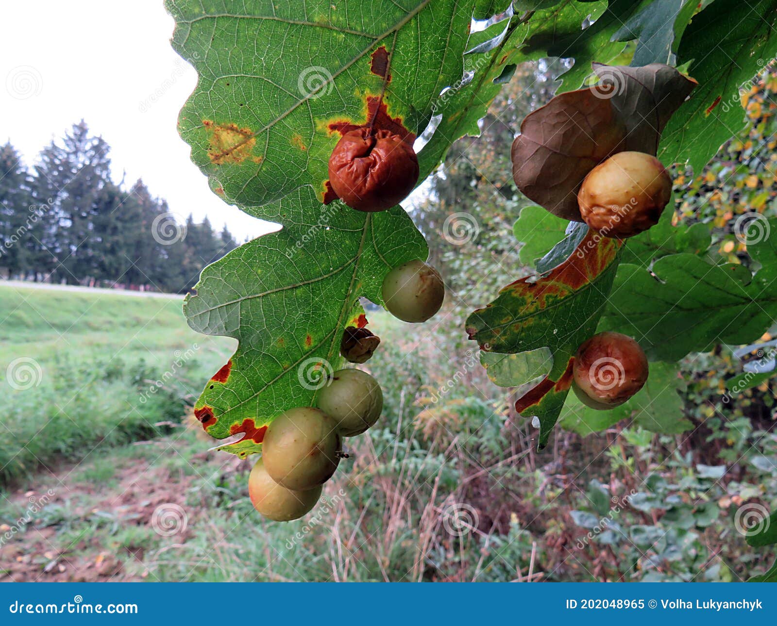 Oak Apple Ink Nuts Close Up Stock Image - Image of colorful, outdoors ...