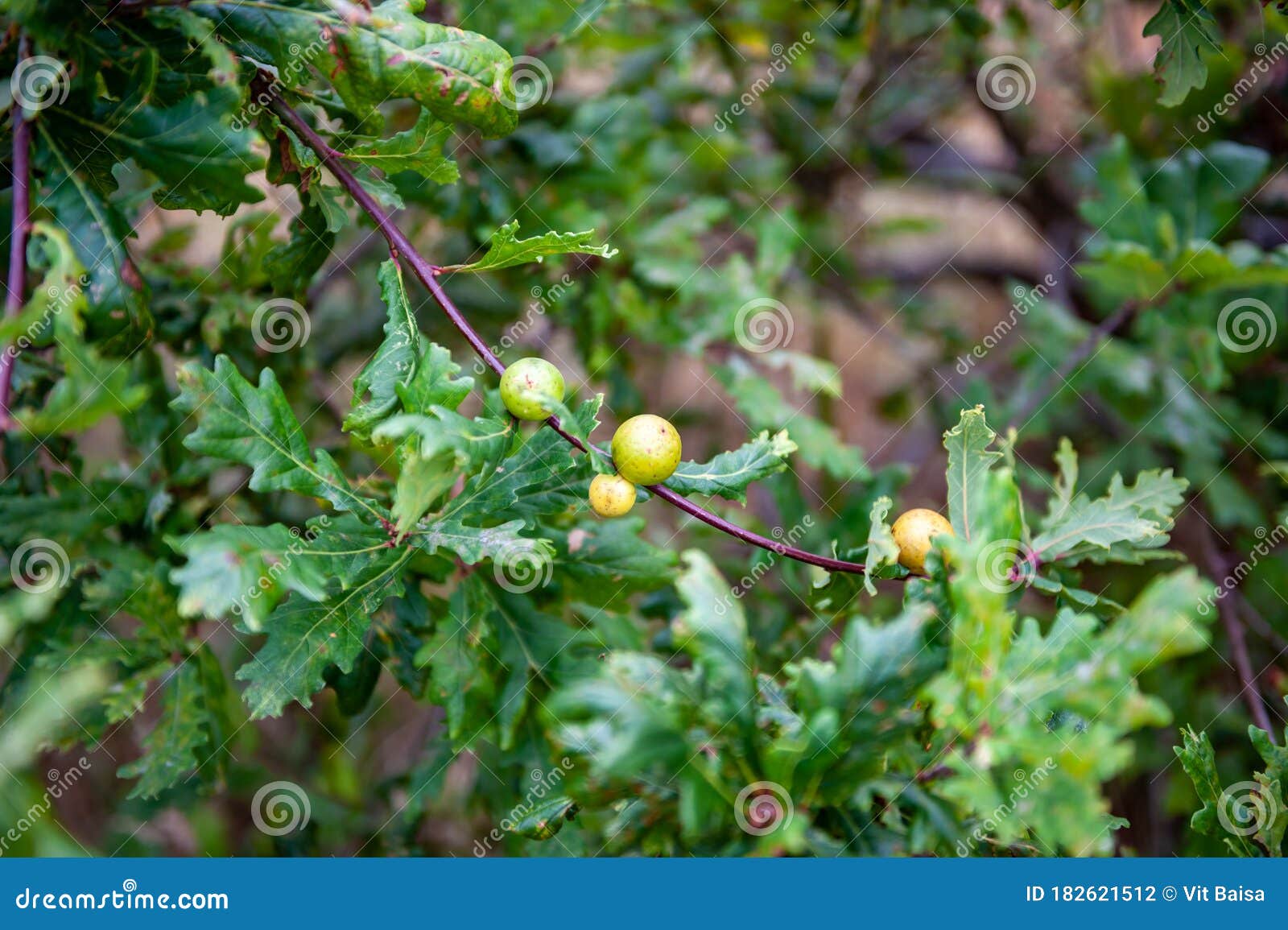 Oak Apples Growth on an Oak Tree in Spring. Oak Galls on the Branches ...
