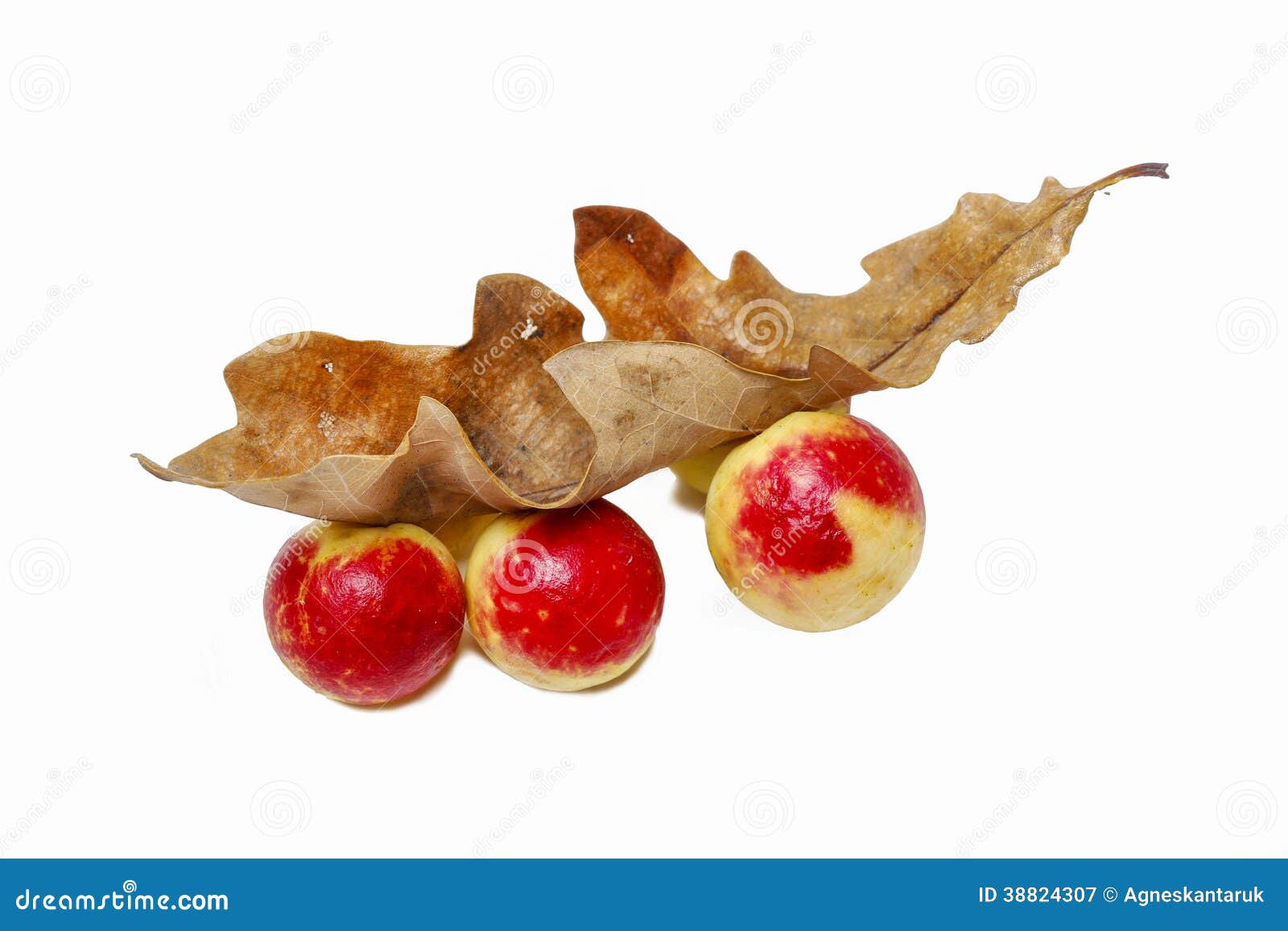 Oak apples on an oak tree stock image. Image of disease - 38824307