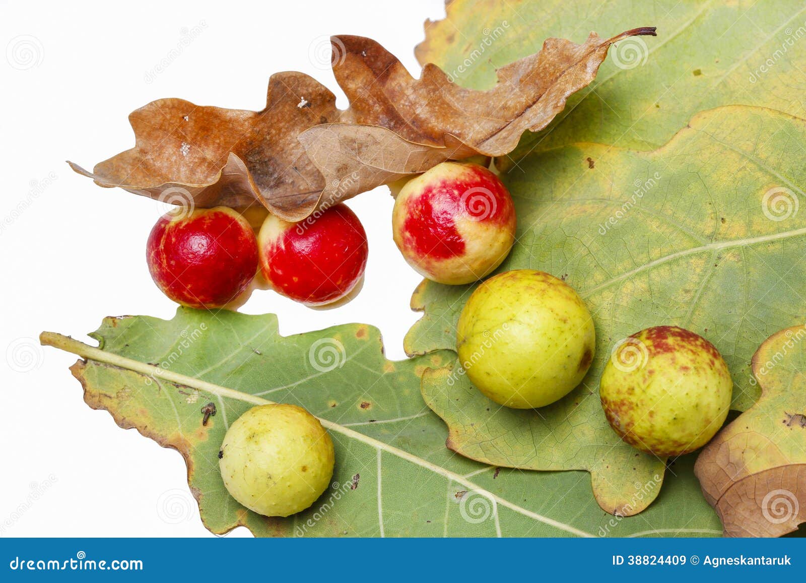 Oak apples on an oak tree stock image. Image of nature - 38824409