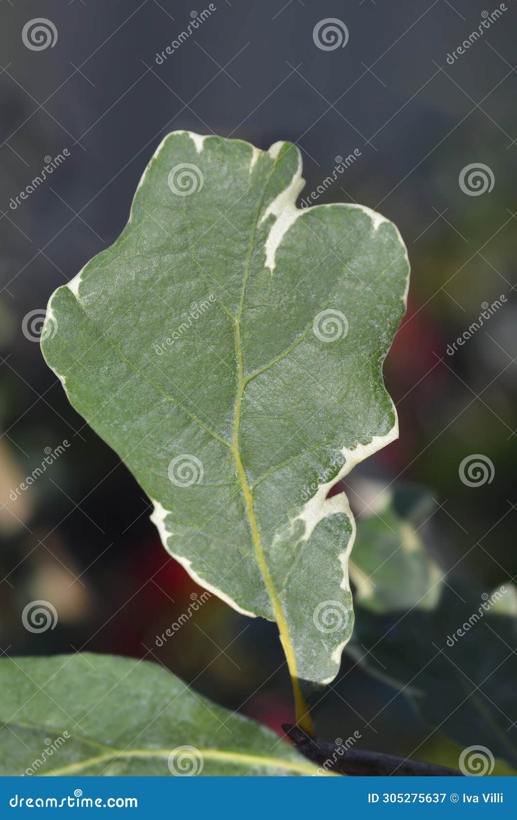 Oak Argenteo Marginata stock image. Image of robur, quercus - 305275637