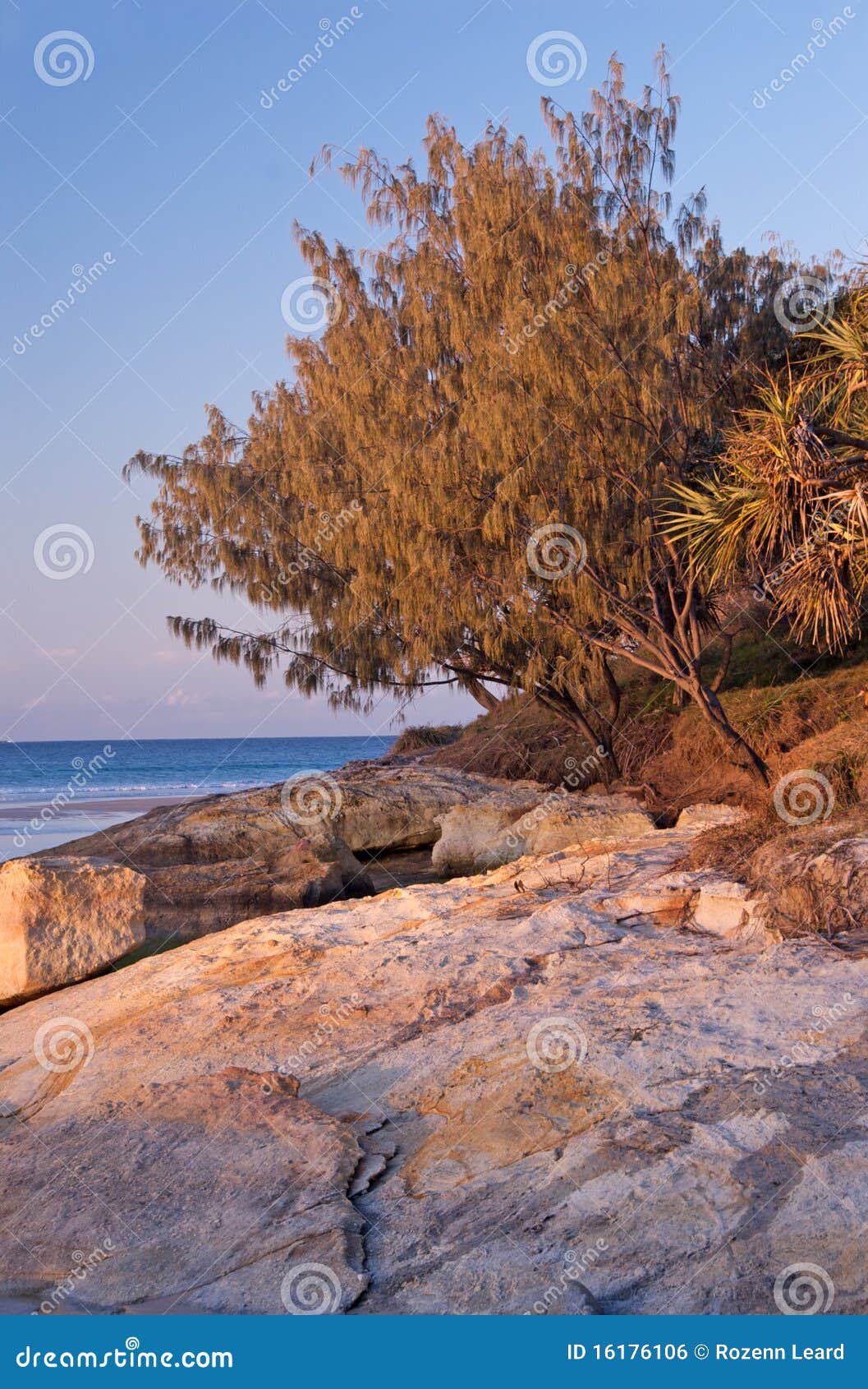Oak on the Australian Coast Stock Photo - Image of sunset, coast: 16176106
