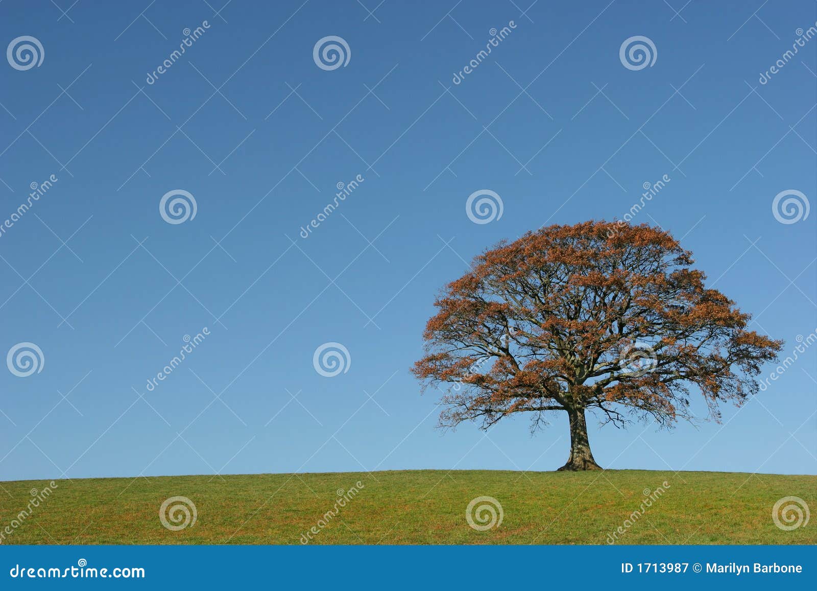 The Oak in Autumn stock image. Image of leaf, agricultural - 1713987